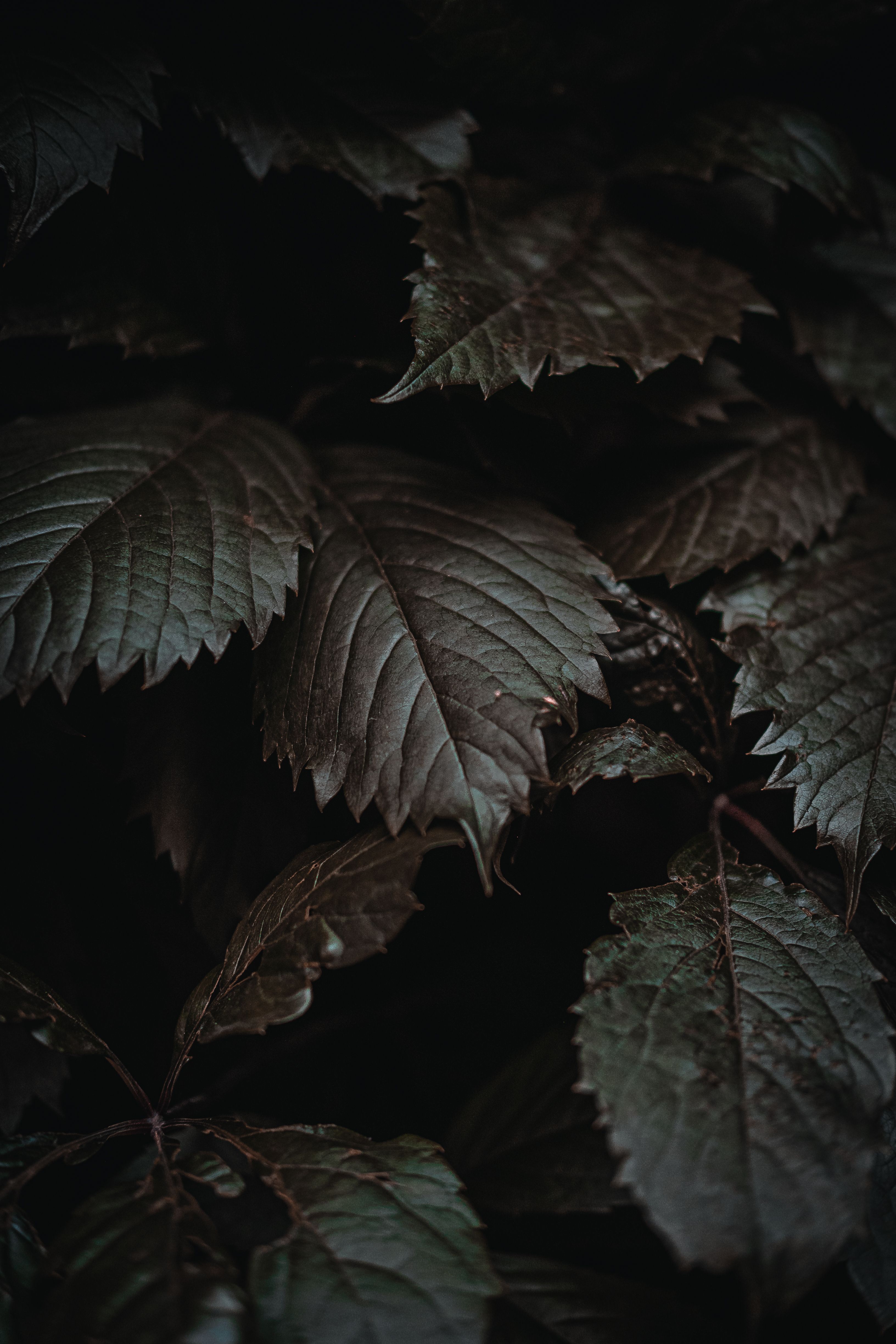 Dark Biology Background Photos, Download The BEST Free Dark Biology ...
