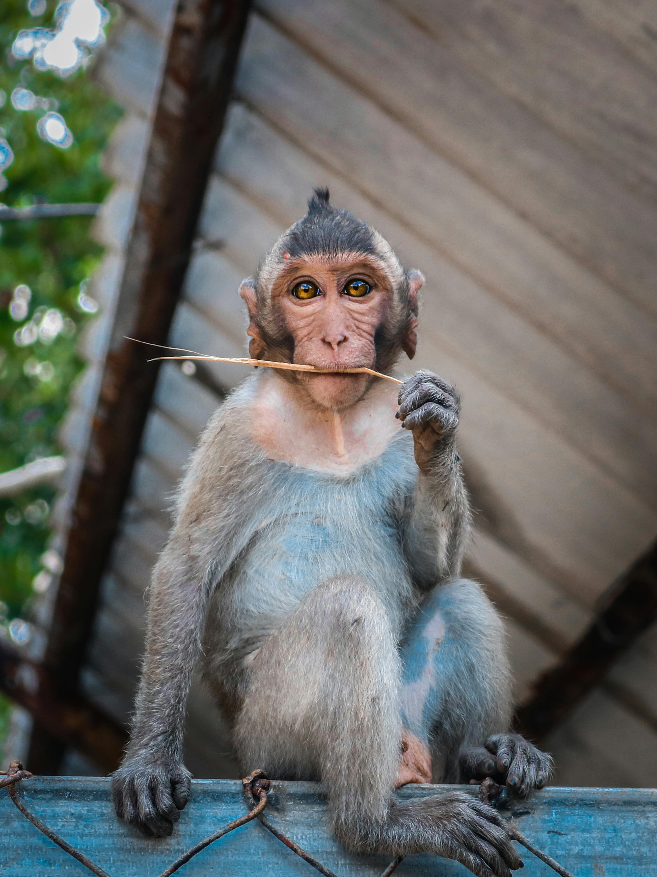 Close Up Photo of Monkey Holding a Stick · Free Stock Photo