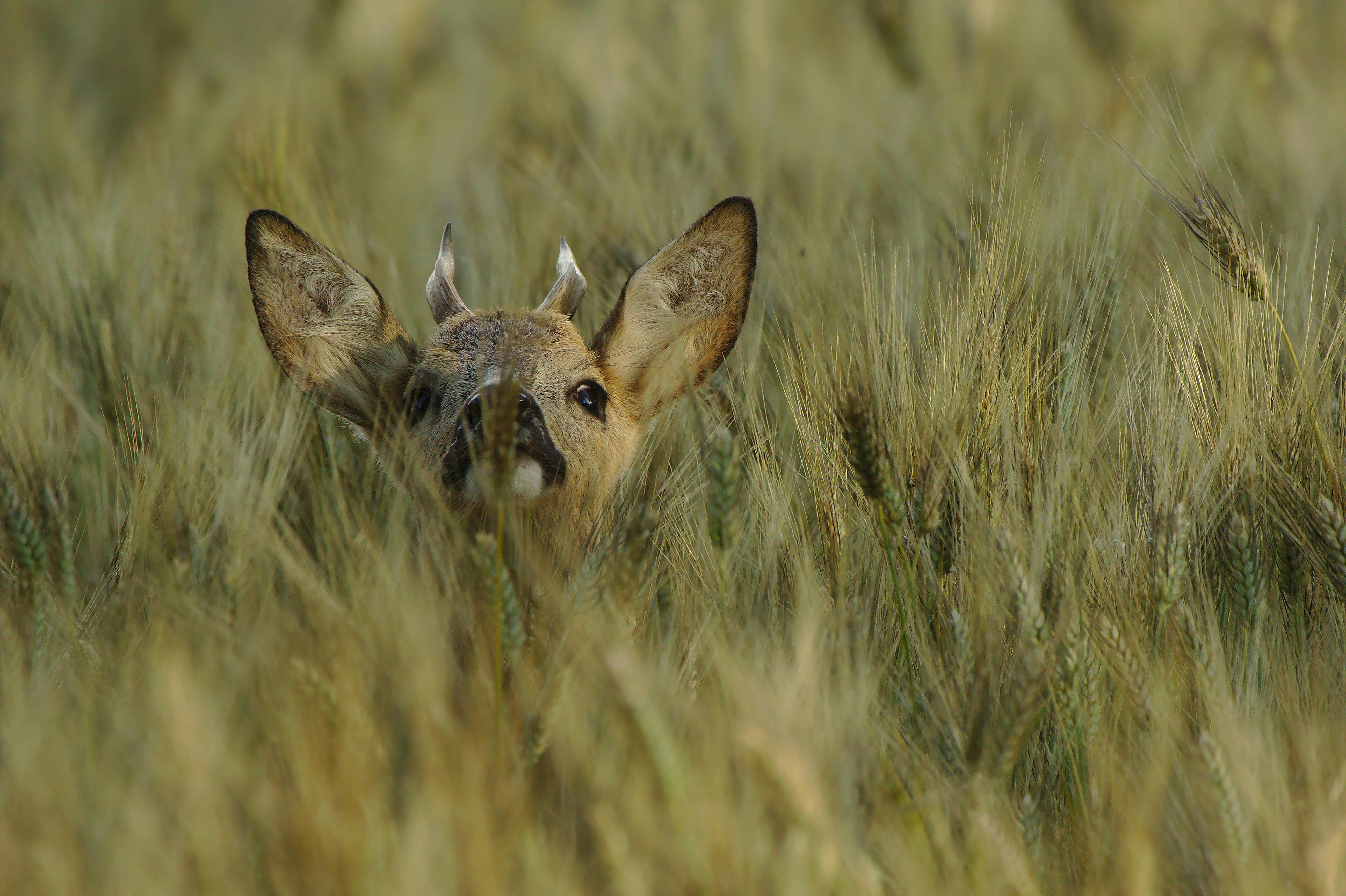 Deer in Grass Field during Day Time · Free Stock Photo