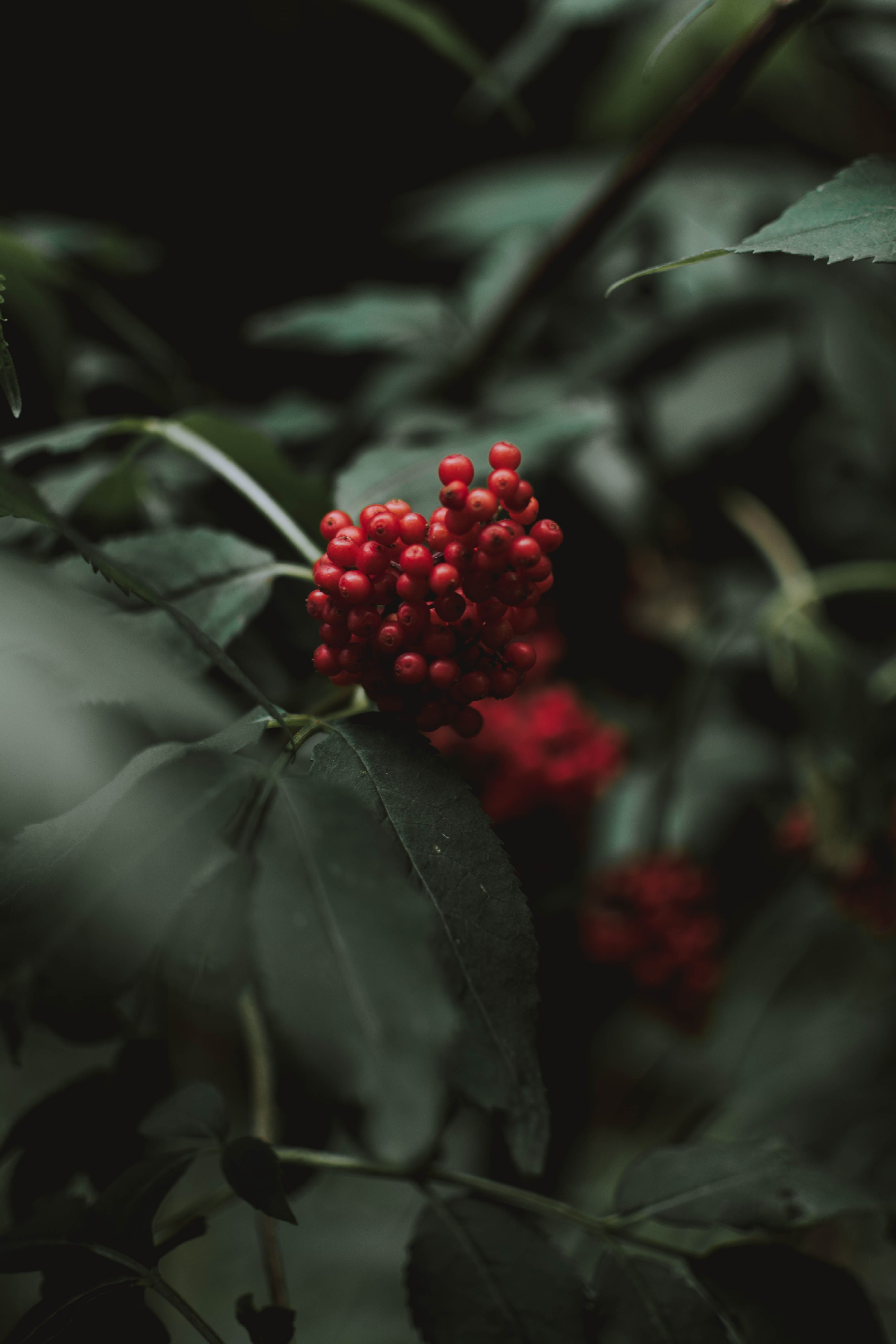 Fragile delicate green plant after rain · Free Stock Photo