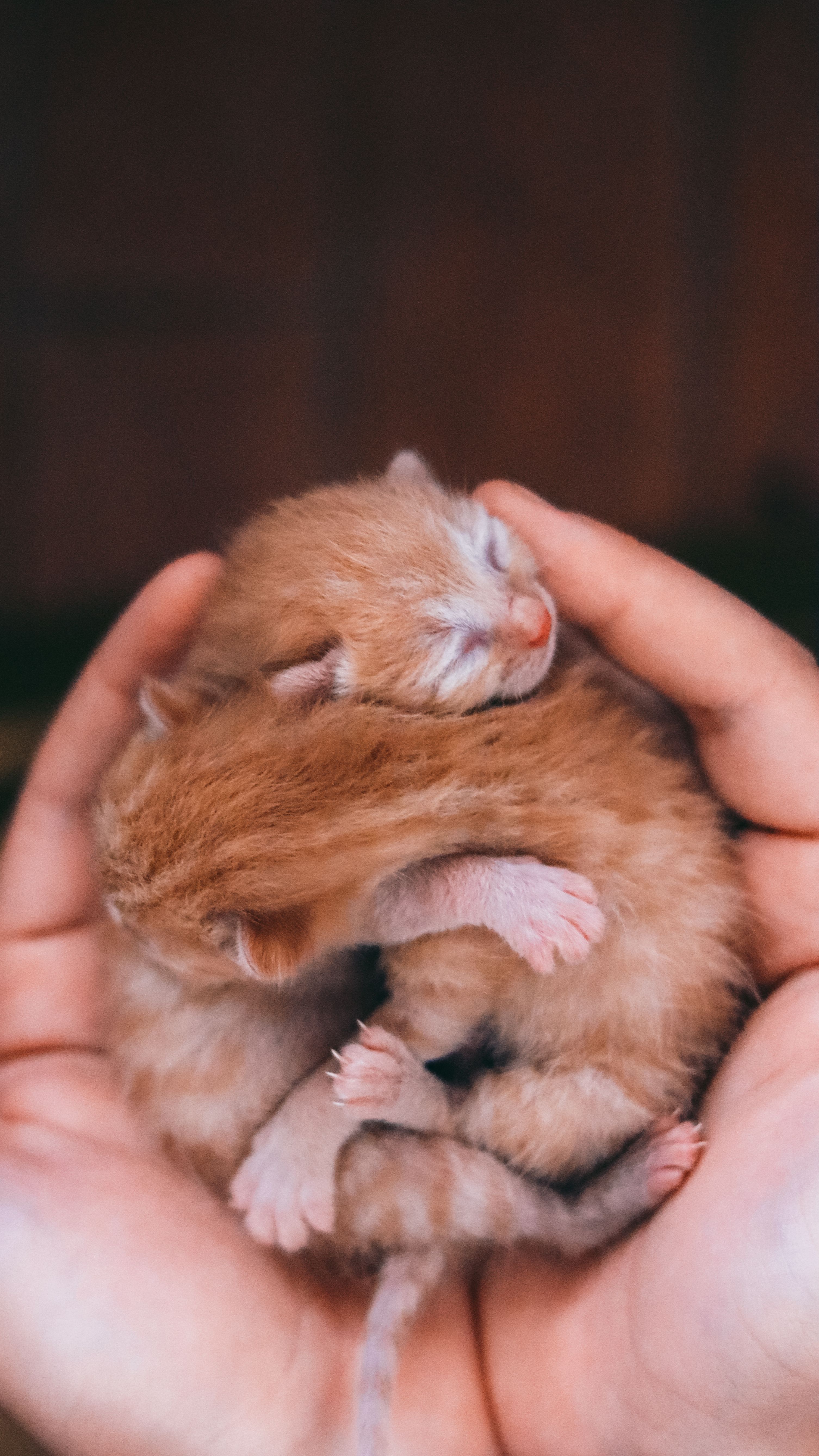 Close-up of Two Red Kittens · Free Stock Photo