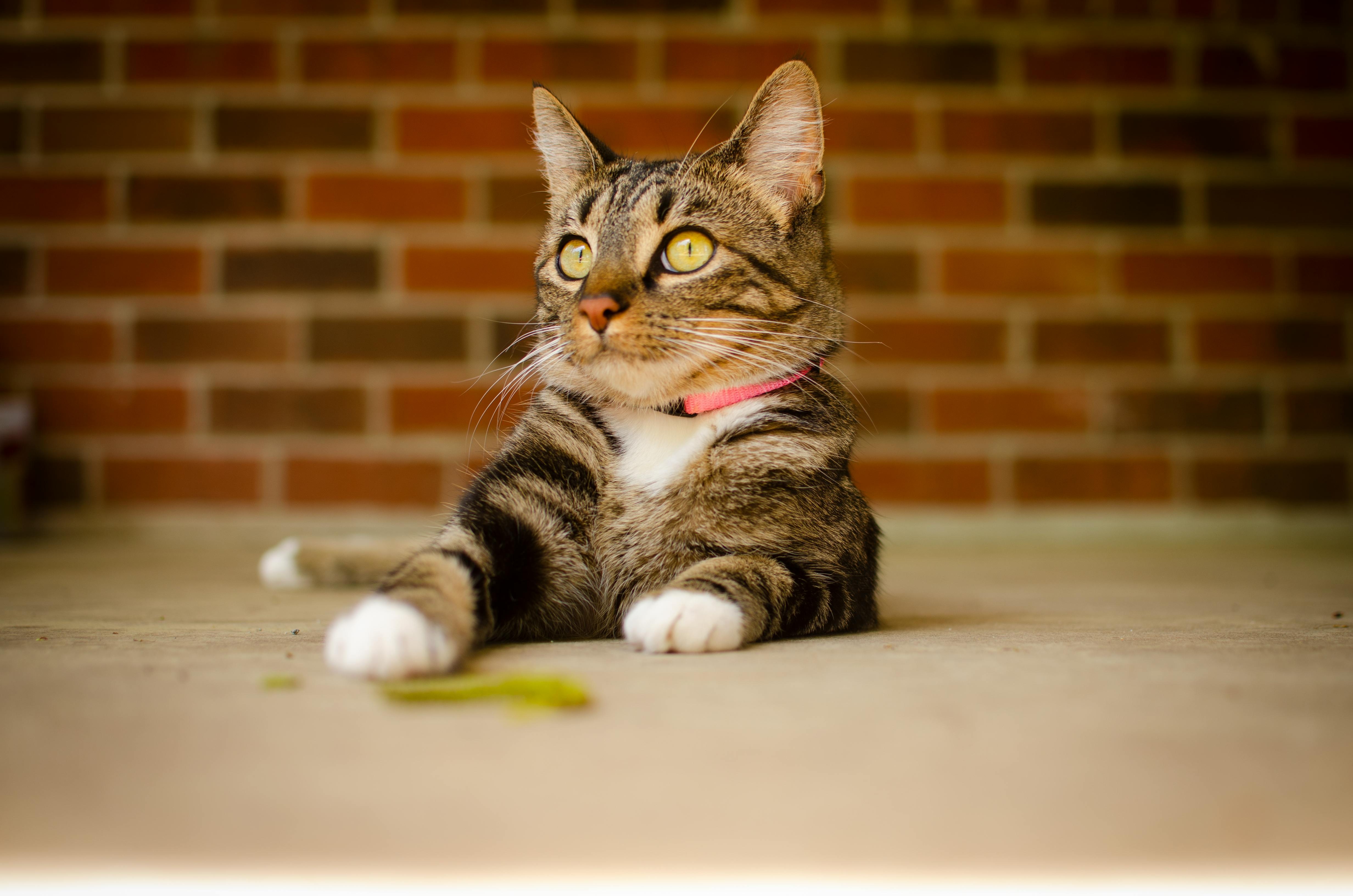 Orange Tabby Cat on Stairs · Free Stock Photo