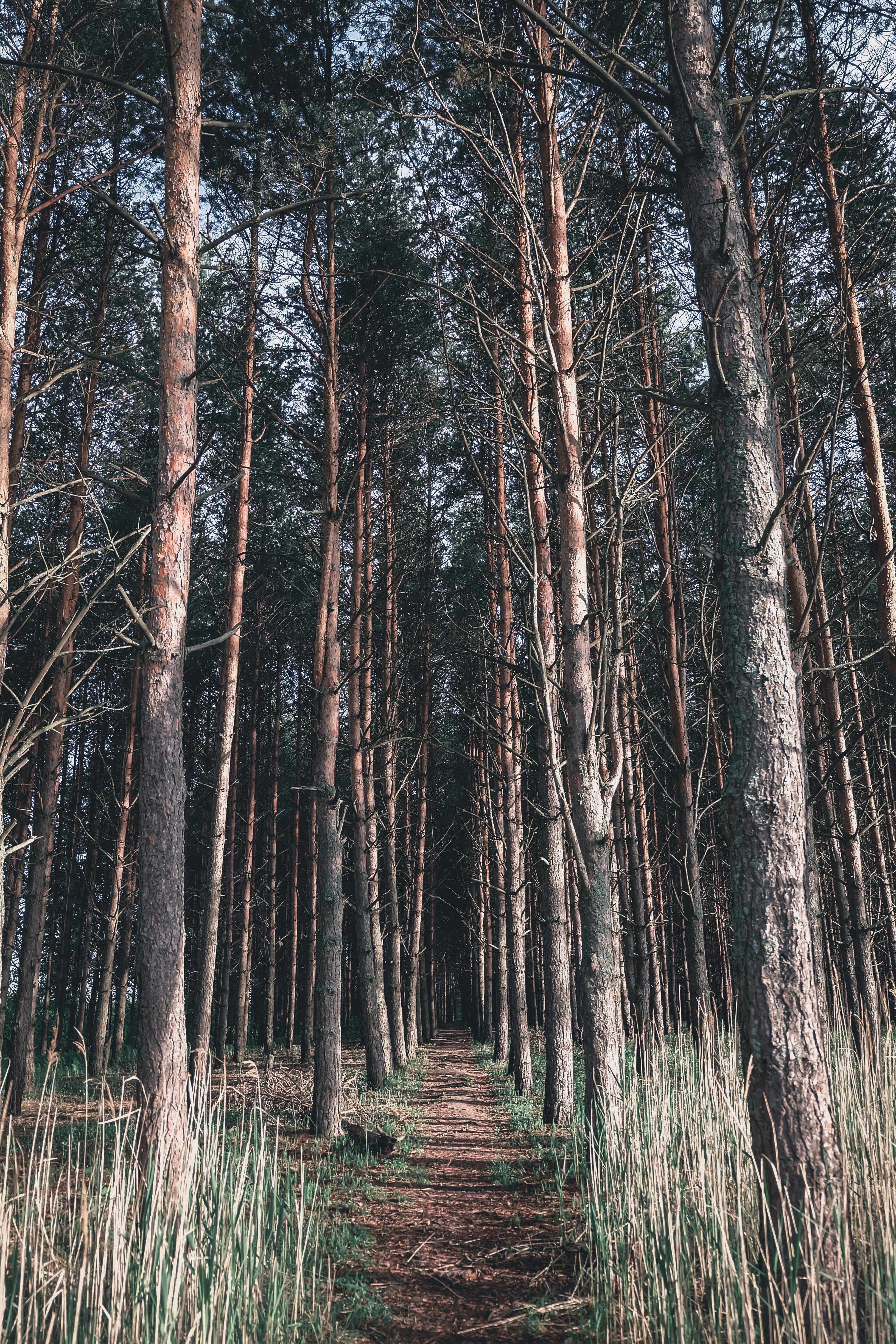 An Empty Forest Path · Free Stock Photo