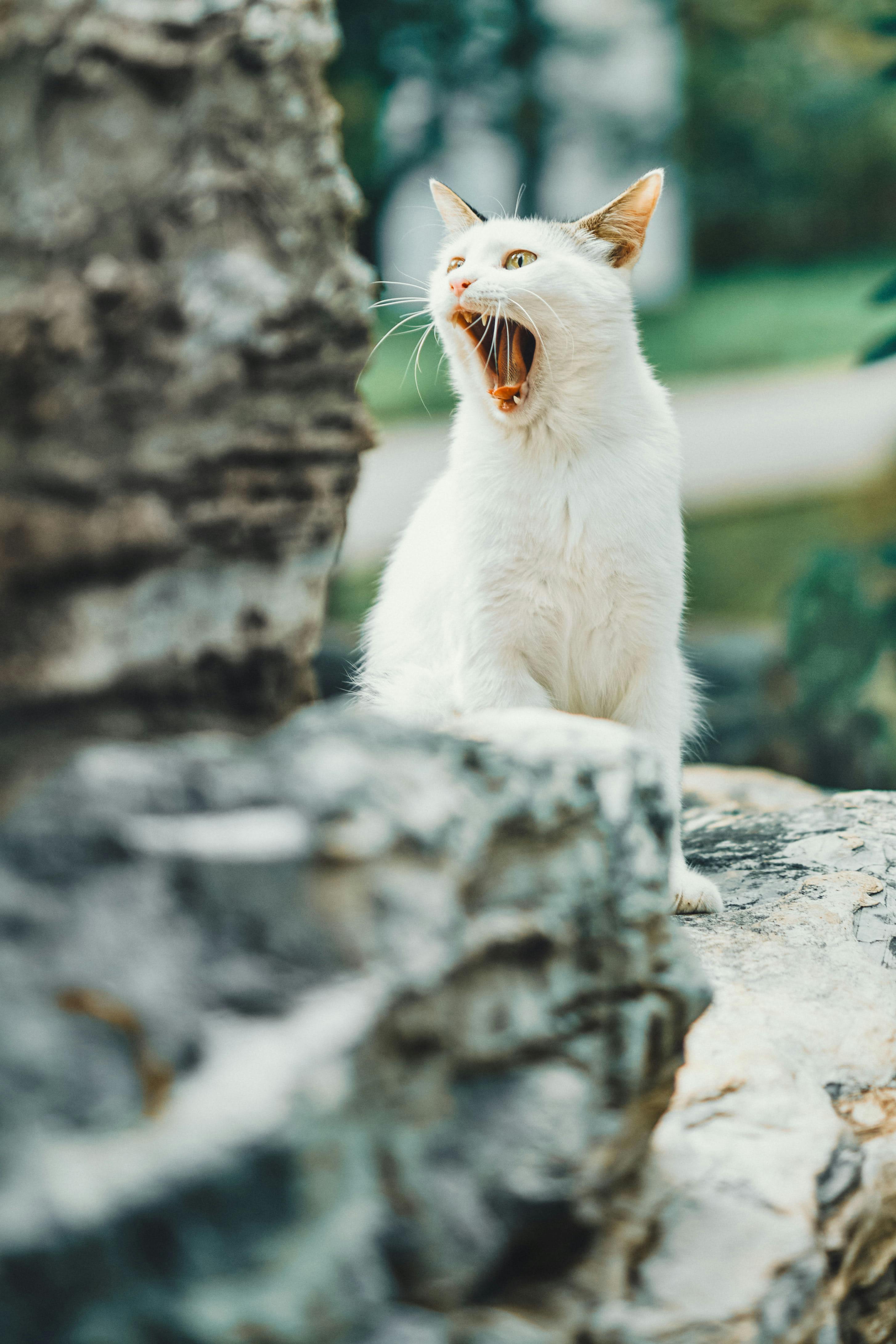Close-up Photo of Yawning Cat · Free Stock Photo