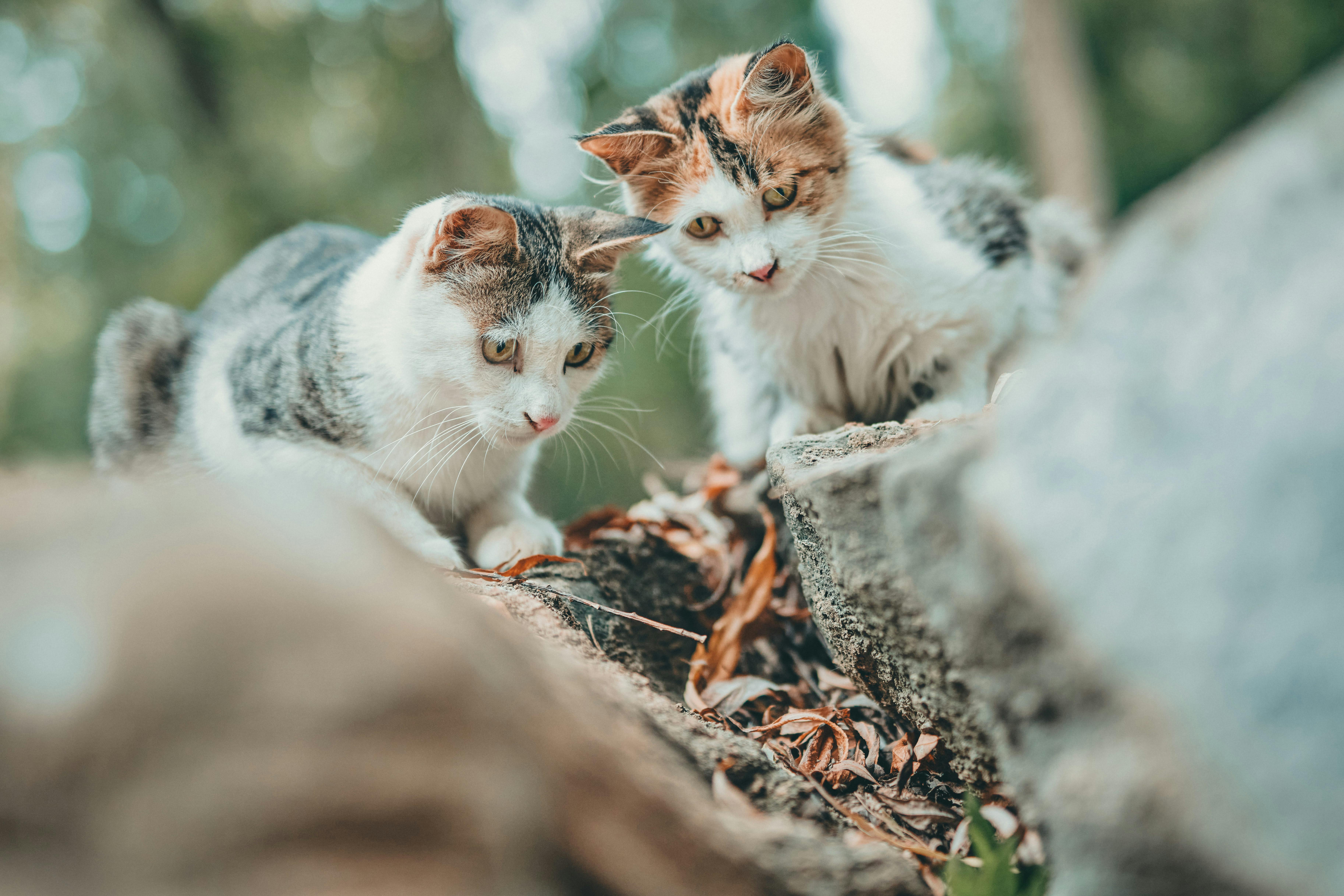 Close Up Photo of Adorable Curios Cats · Free Stock Photo