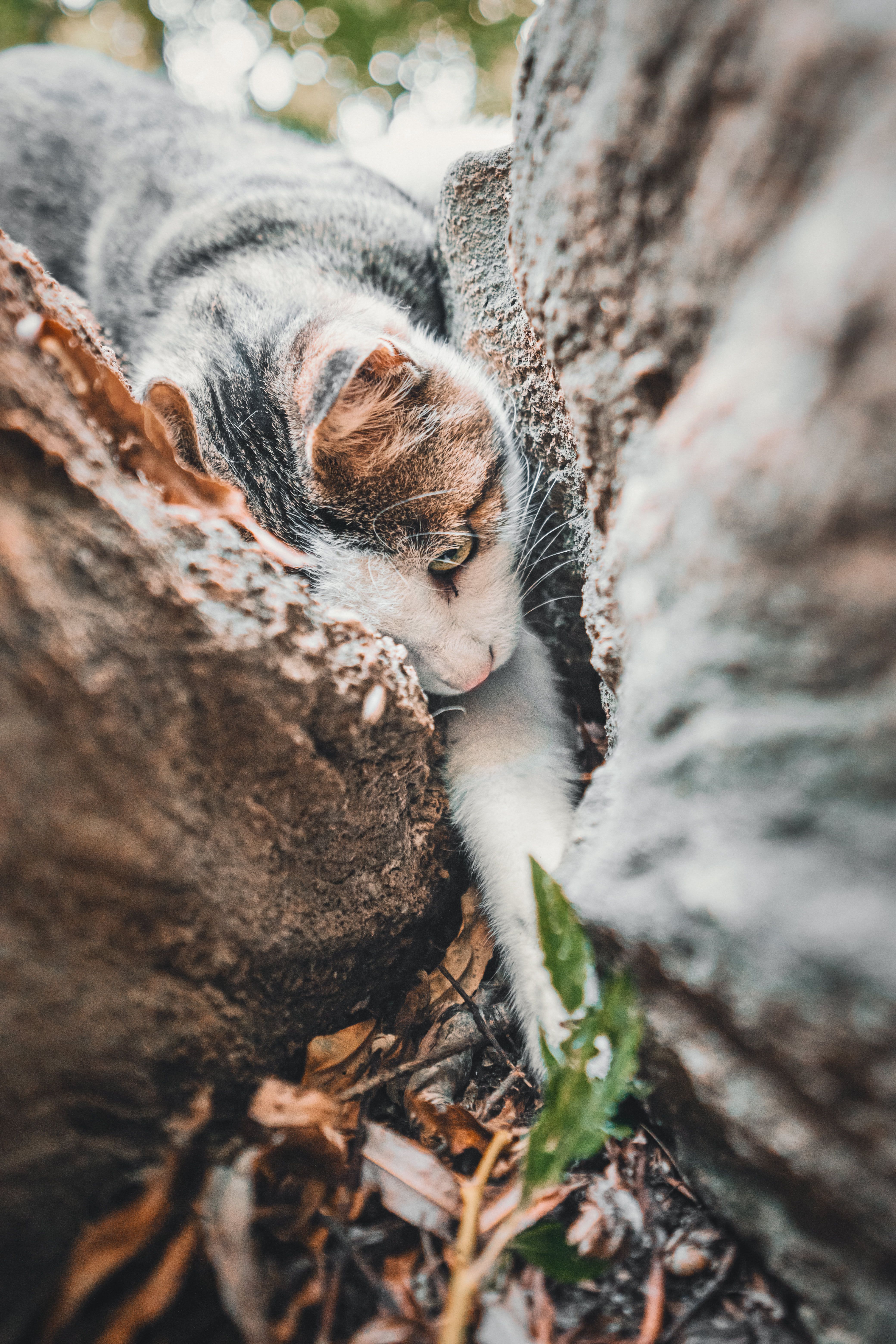 Cat Reaching Photos, Download The BEST Free Cat Reaching Stock Photos ...