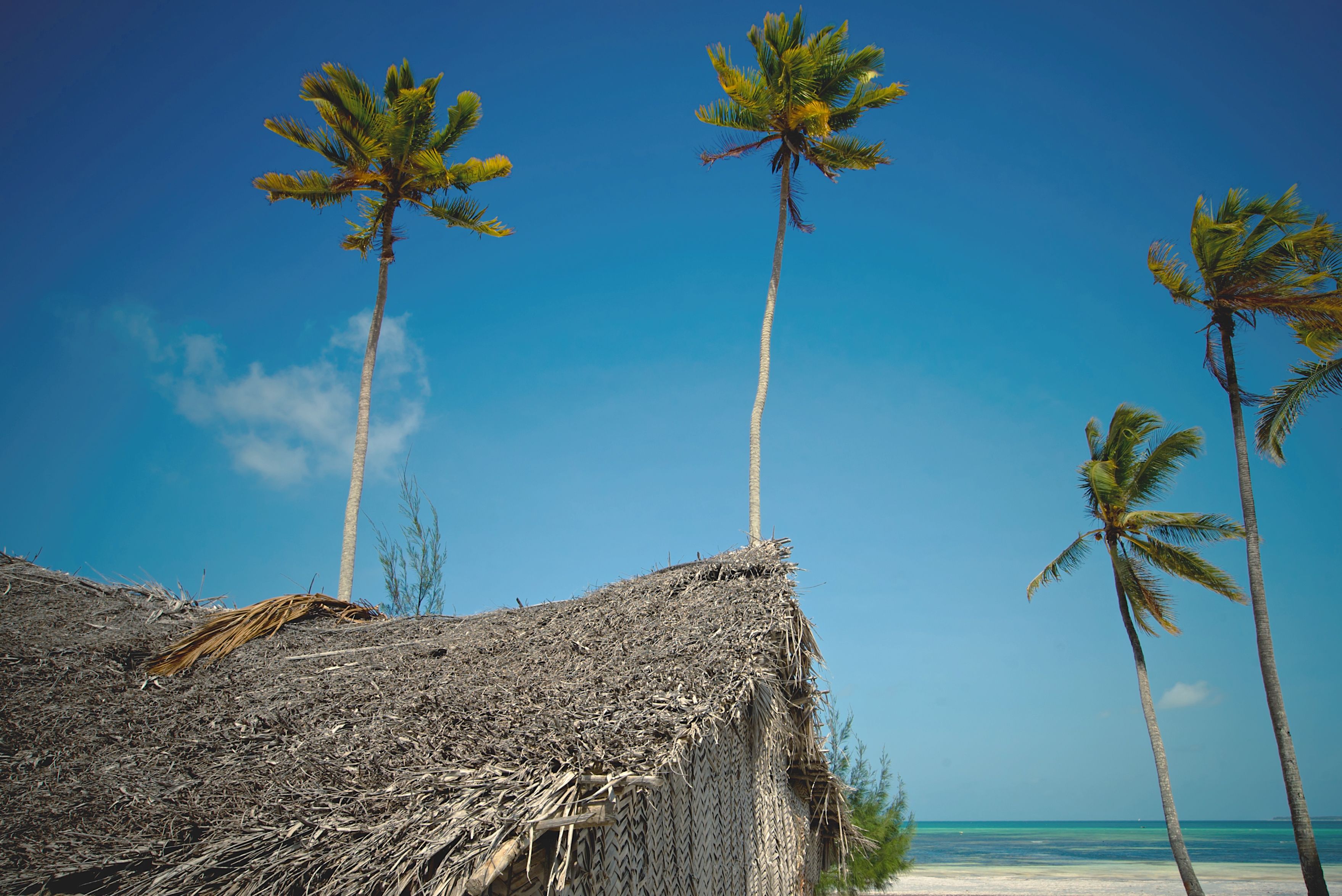 Low Angle Shot of Palm Tree · Free Stock Photo