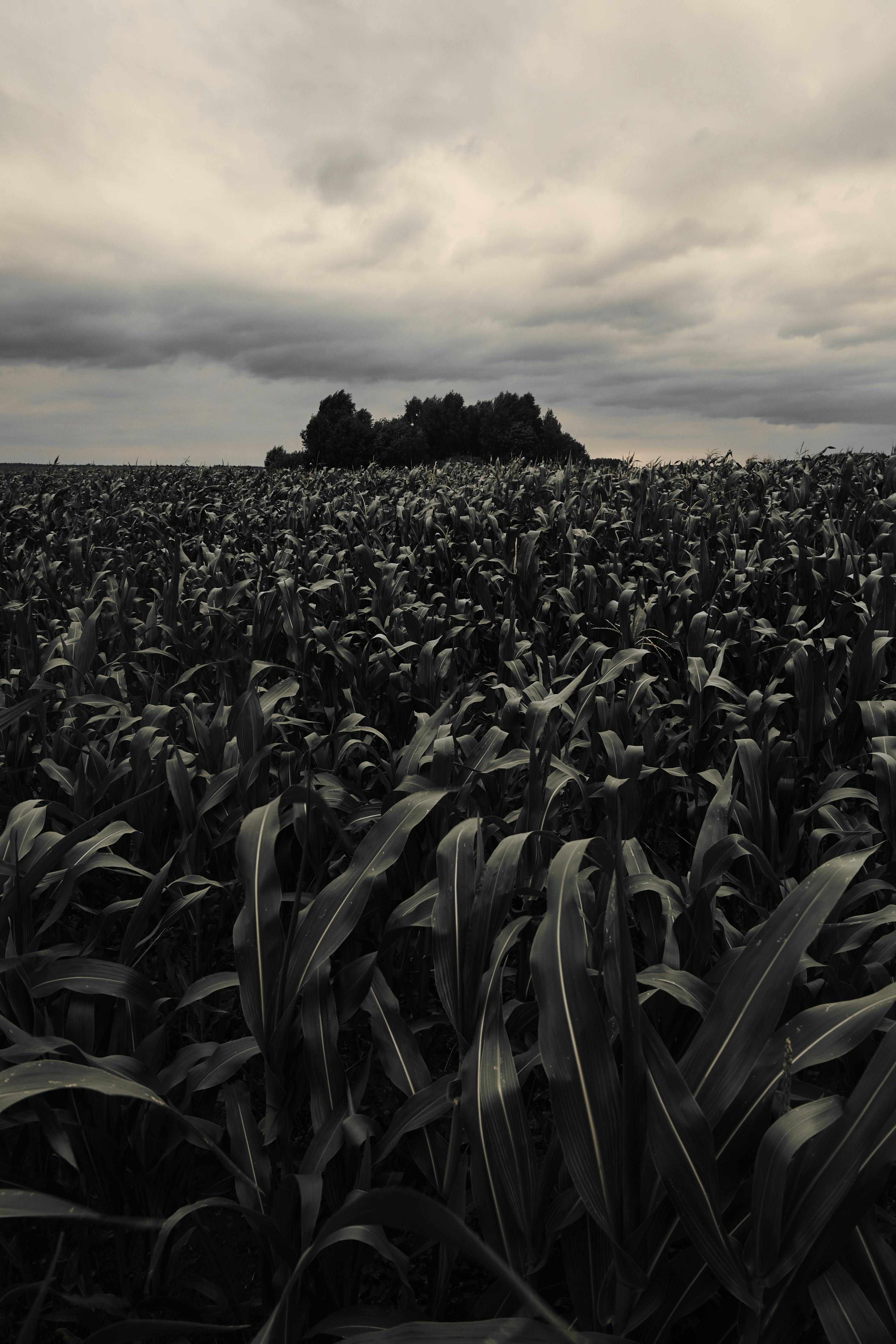 Grayscale Photo of Farmland · Free Stock Photo
