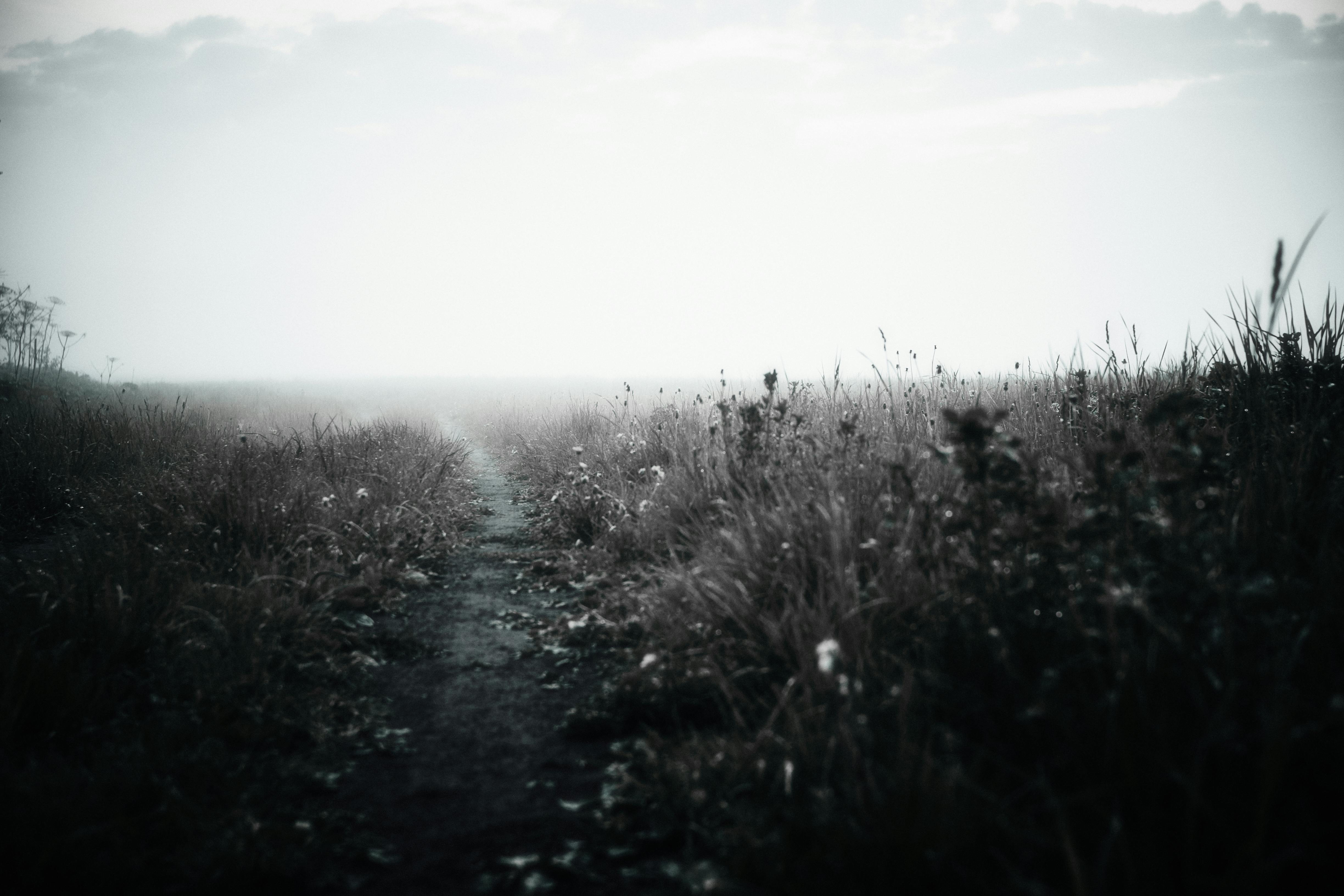 Shallow Focus Photography Of White And Yellow Flowers · Free Stock Photo