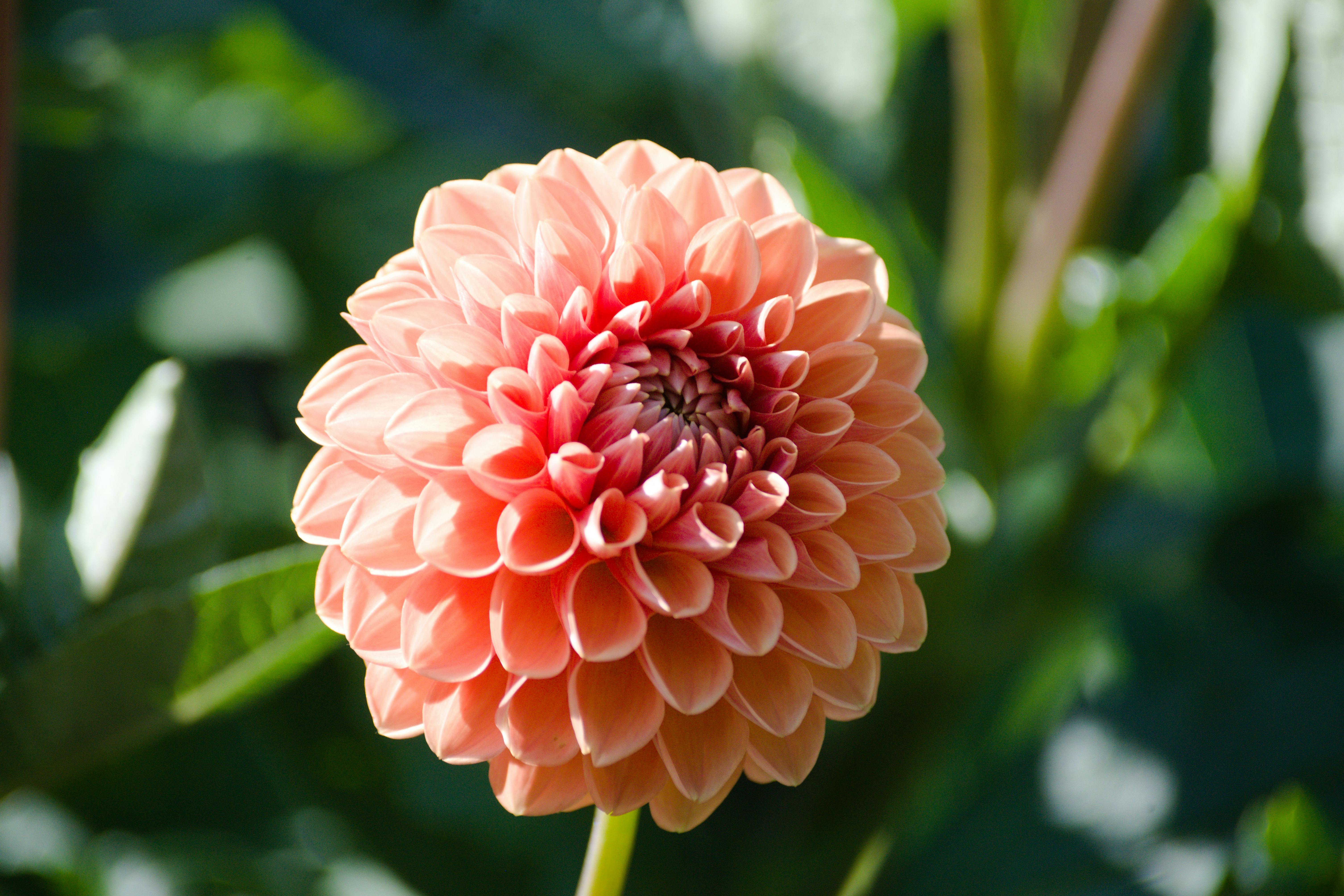 Close-Up Shot of a Beautiful Pink Dahlia · Free Stock Photo