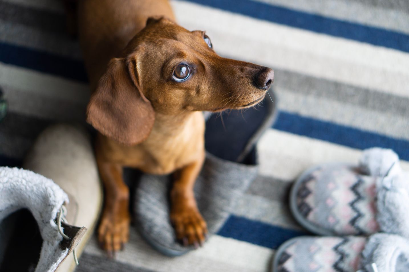 Small Weiner Dog Breed Characteristics and Care Guide