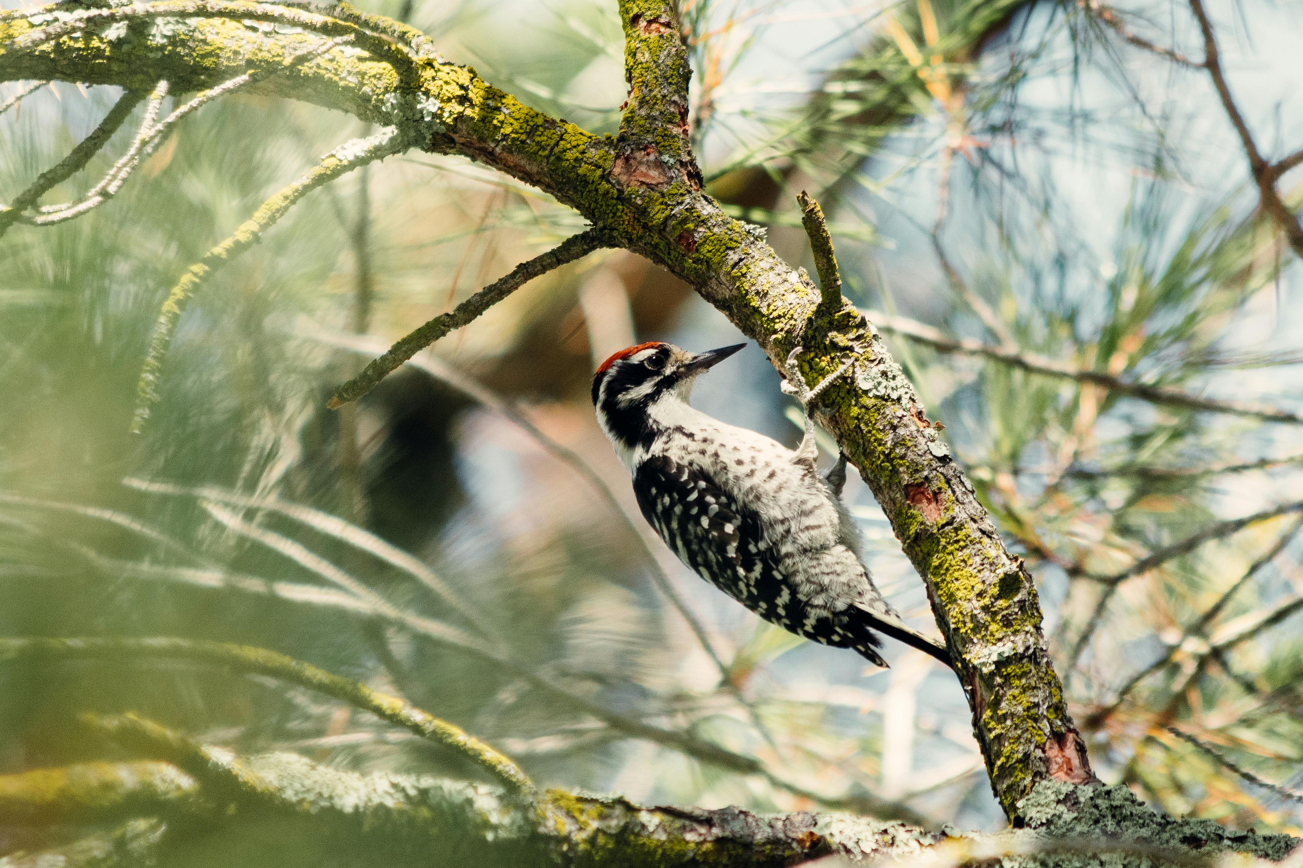 A Woodpecker Pecking on a Tree Branch g on a Tree Branch · Free Stock Photo
