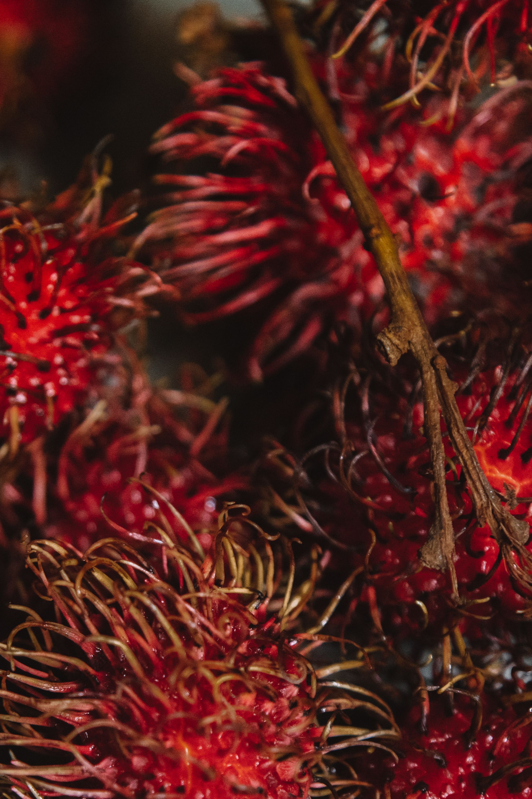 Close-up Photo of Rambutan Fruit · Free Stock Photo