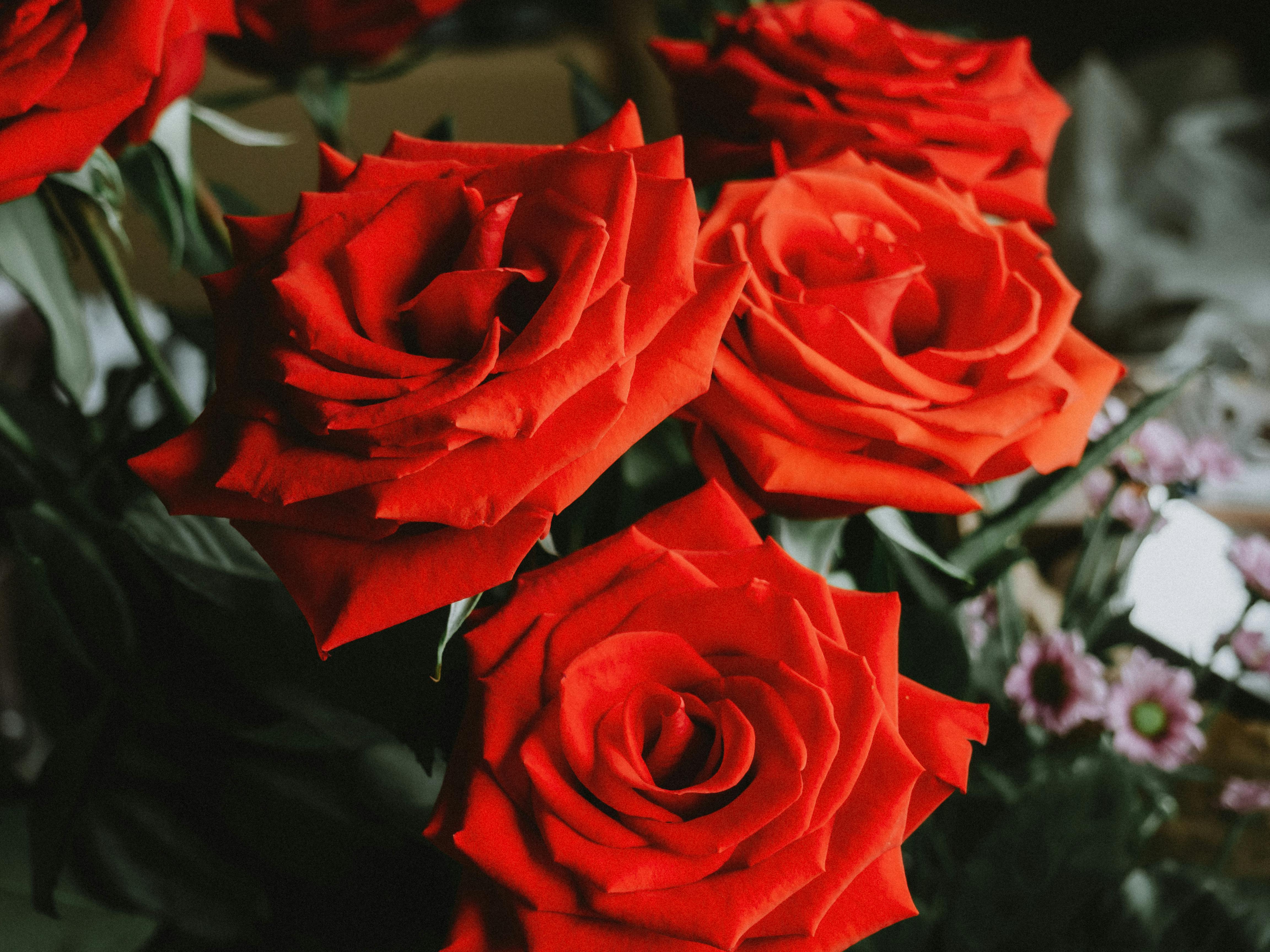 Bokeh Photography of Red Rose · Free Stock Photo