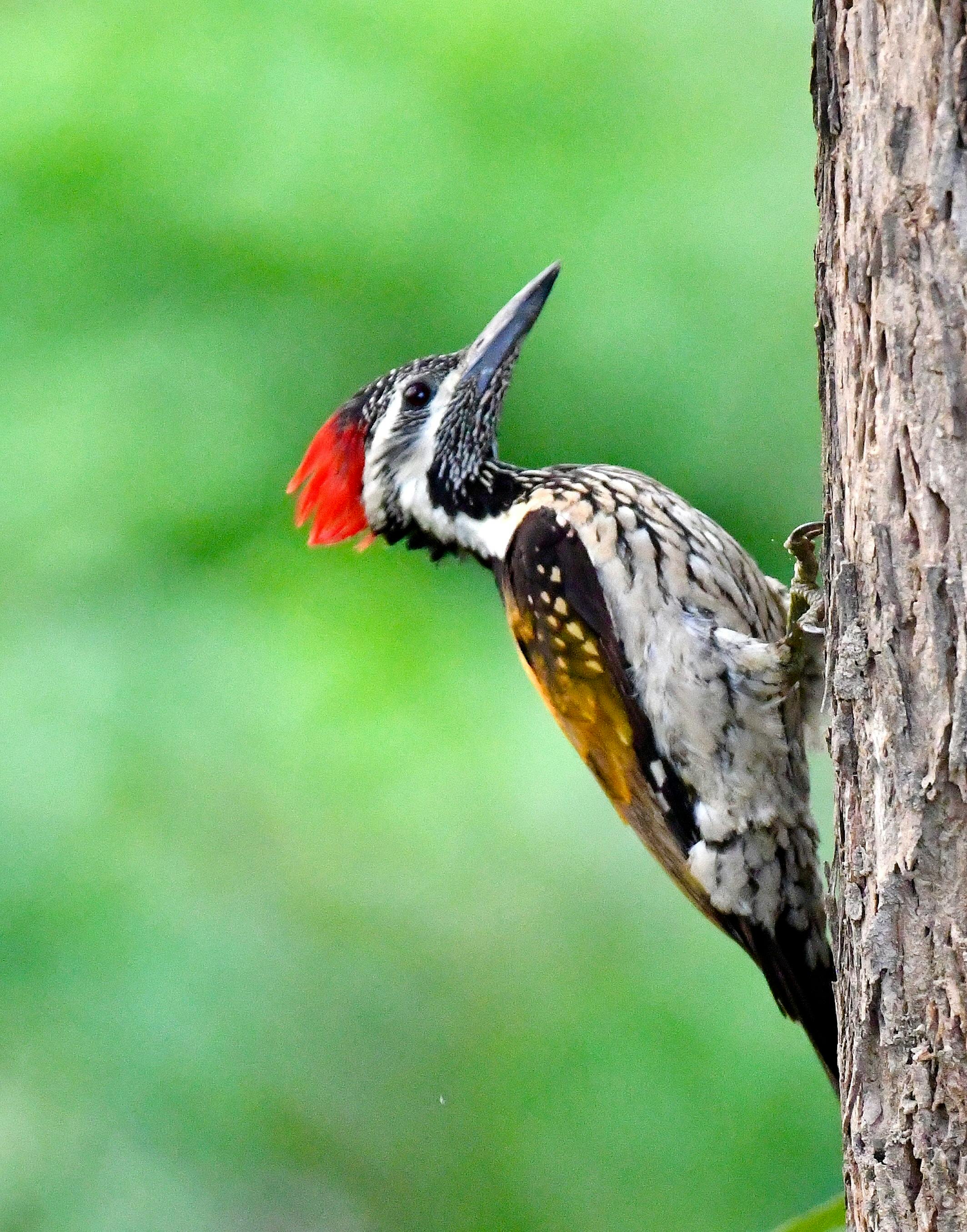 Deep Rajwar - Photography