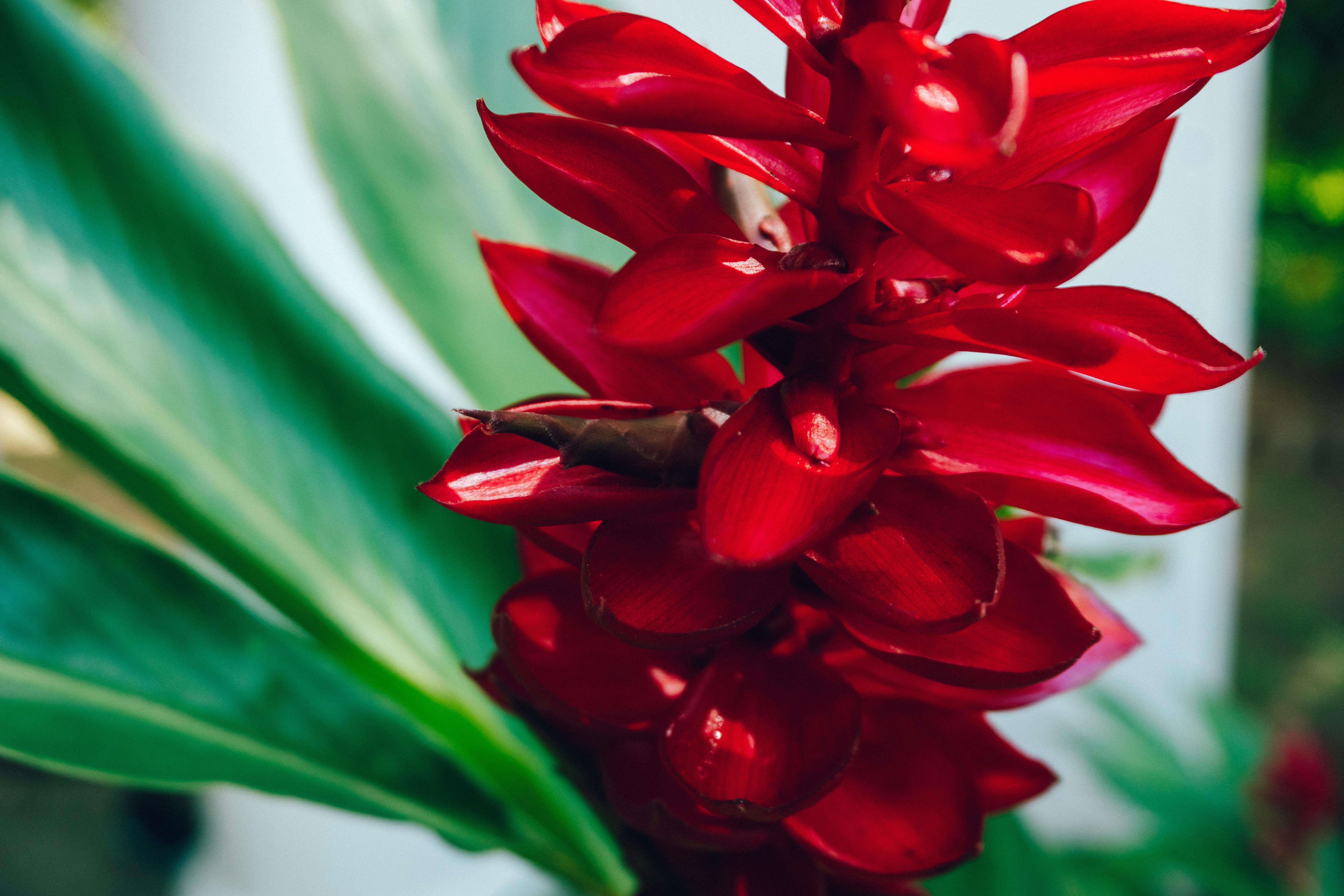 Blooming Flower of Red Ginger · Free Stock Photo