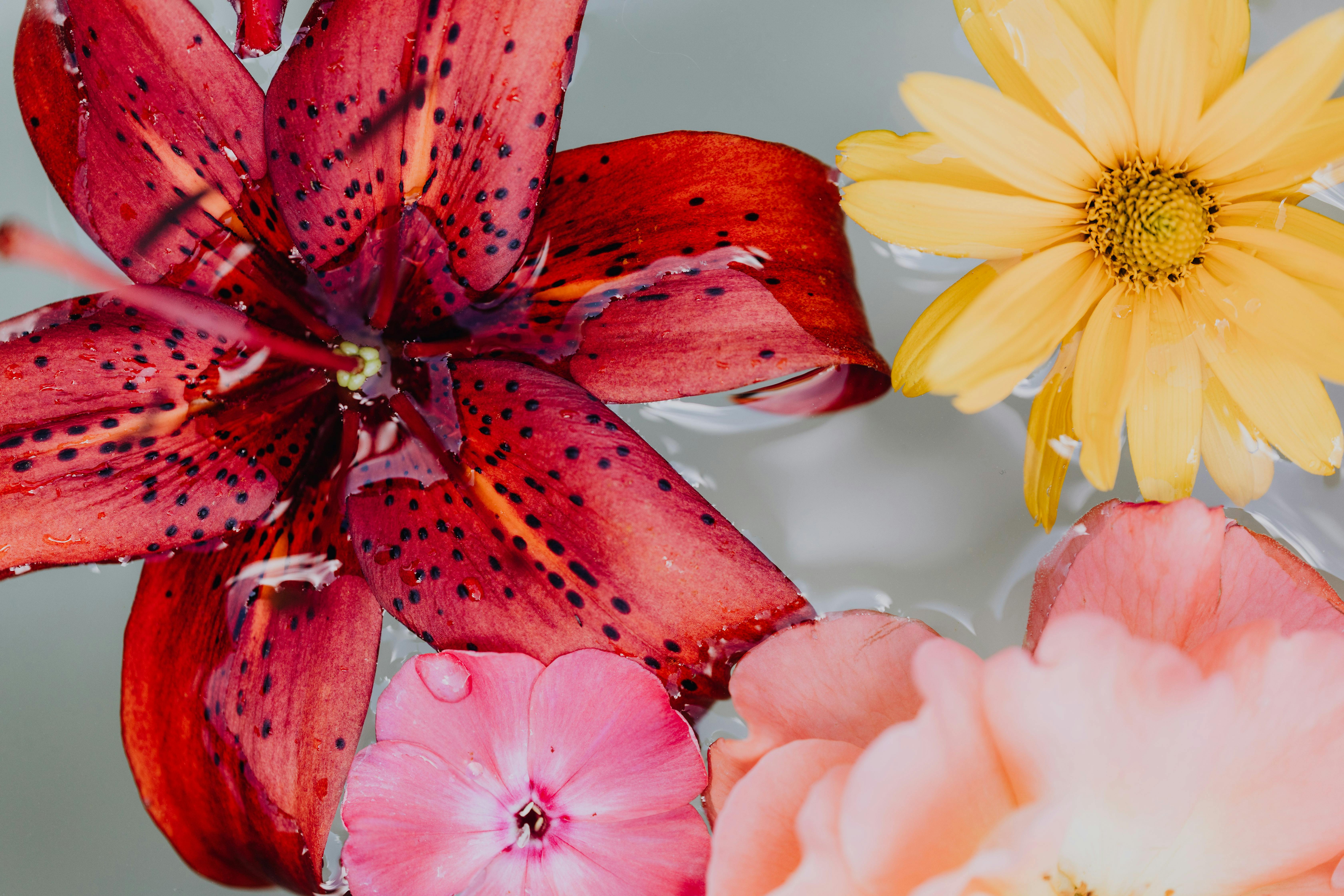 A Close-Up Shot of Various Flowers · Free Stock Photo
