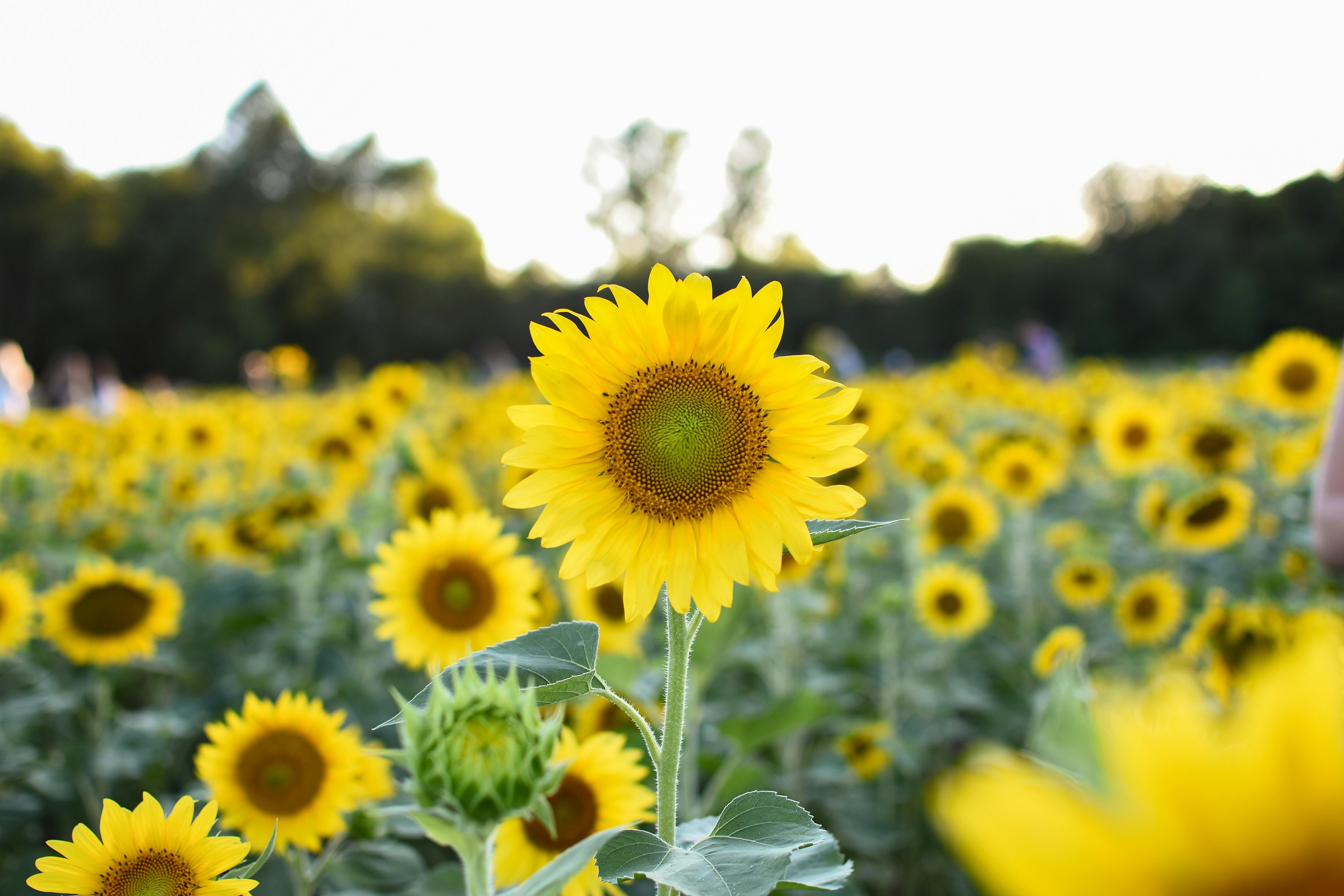 Yellow Sunflower Field · Free Stock Photo