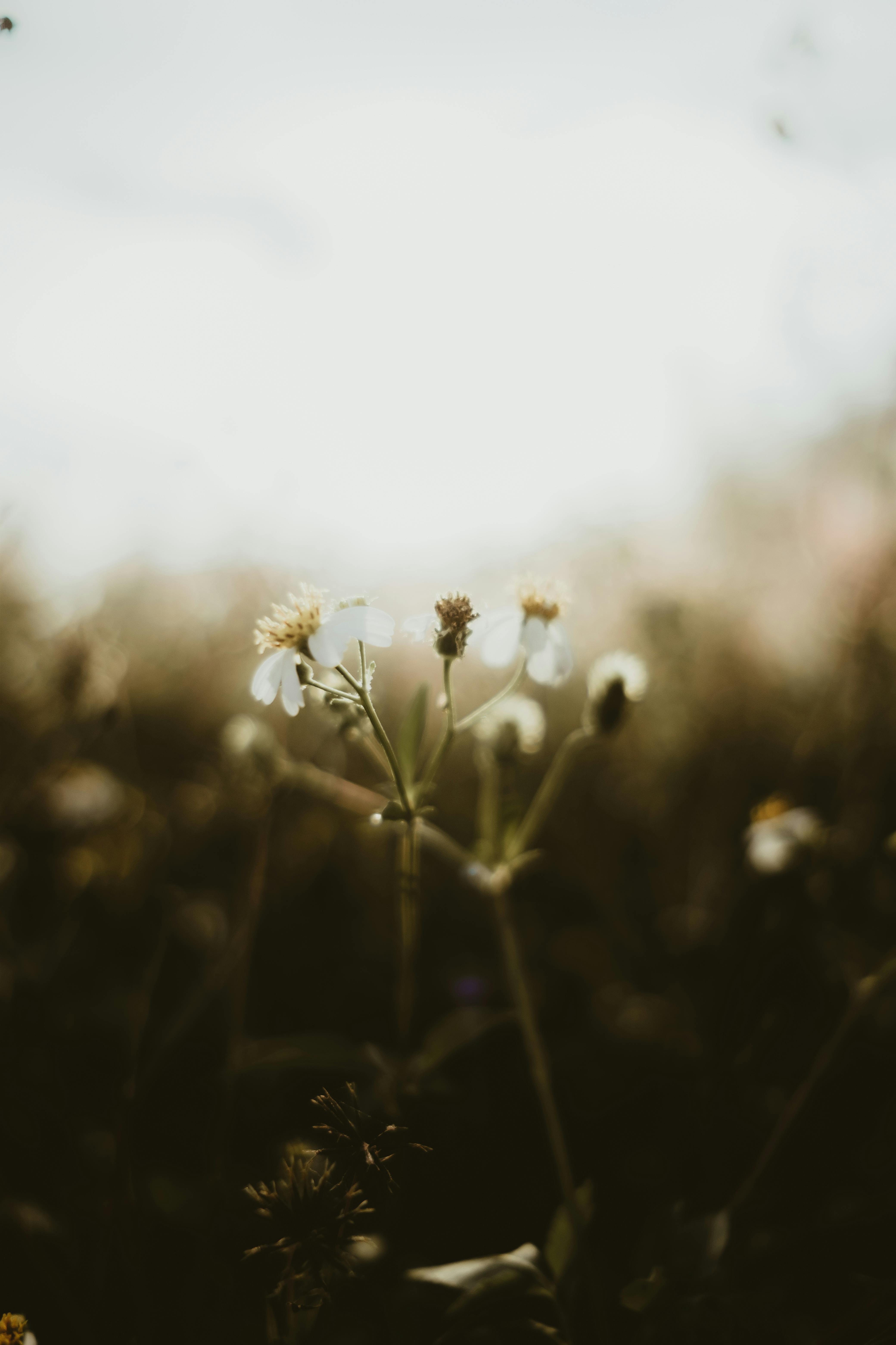 Pink Manuka Flowers in Bloom · Free Stock Photo