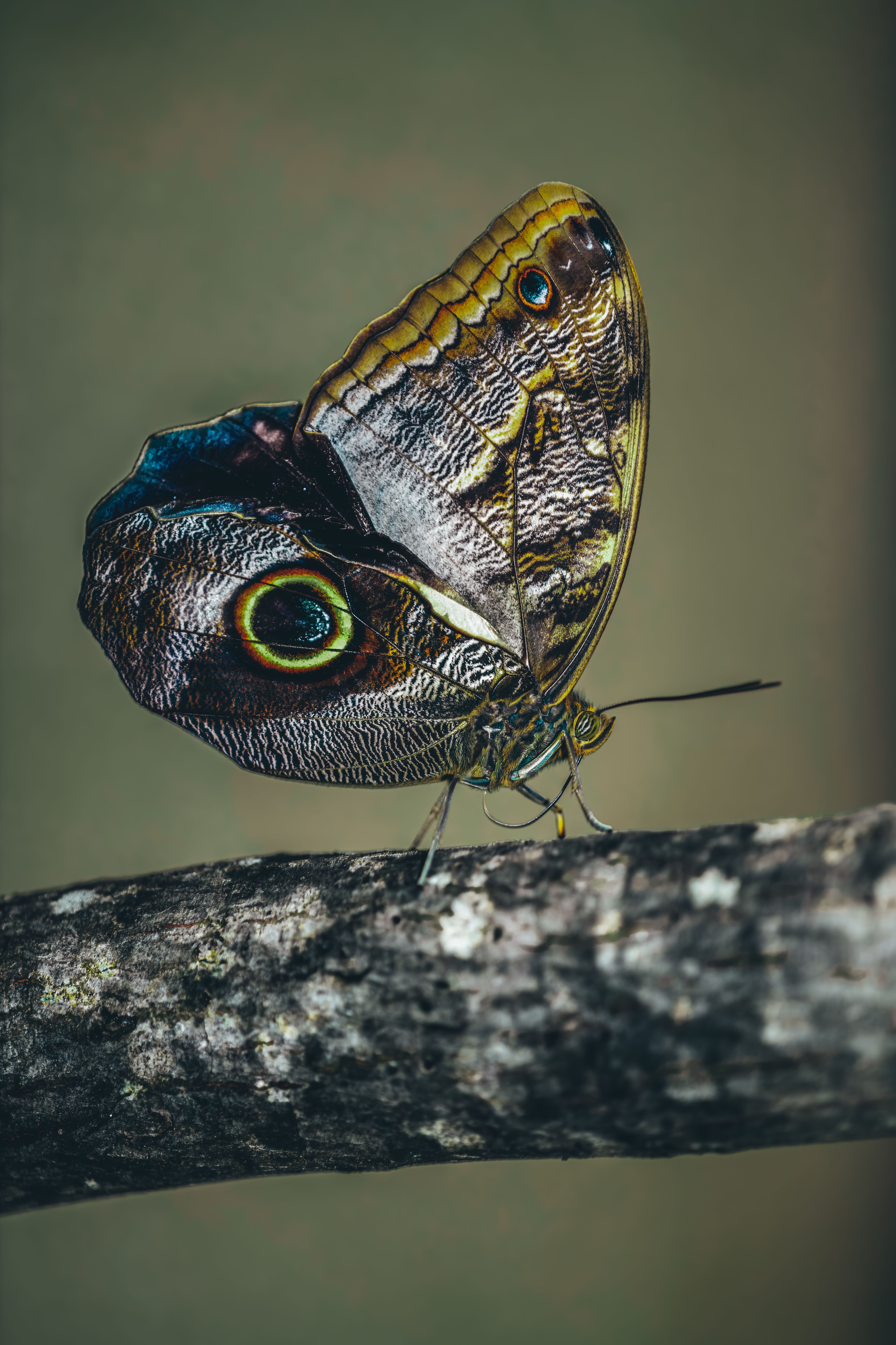 Exotic butterfly on tree branch in wildlife · Free Stock Photo