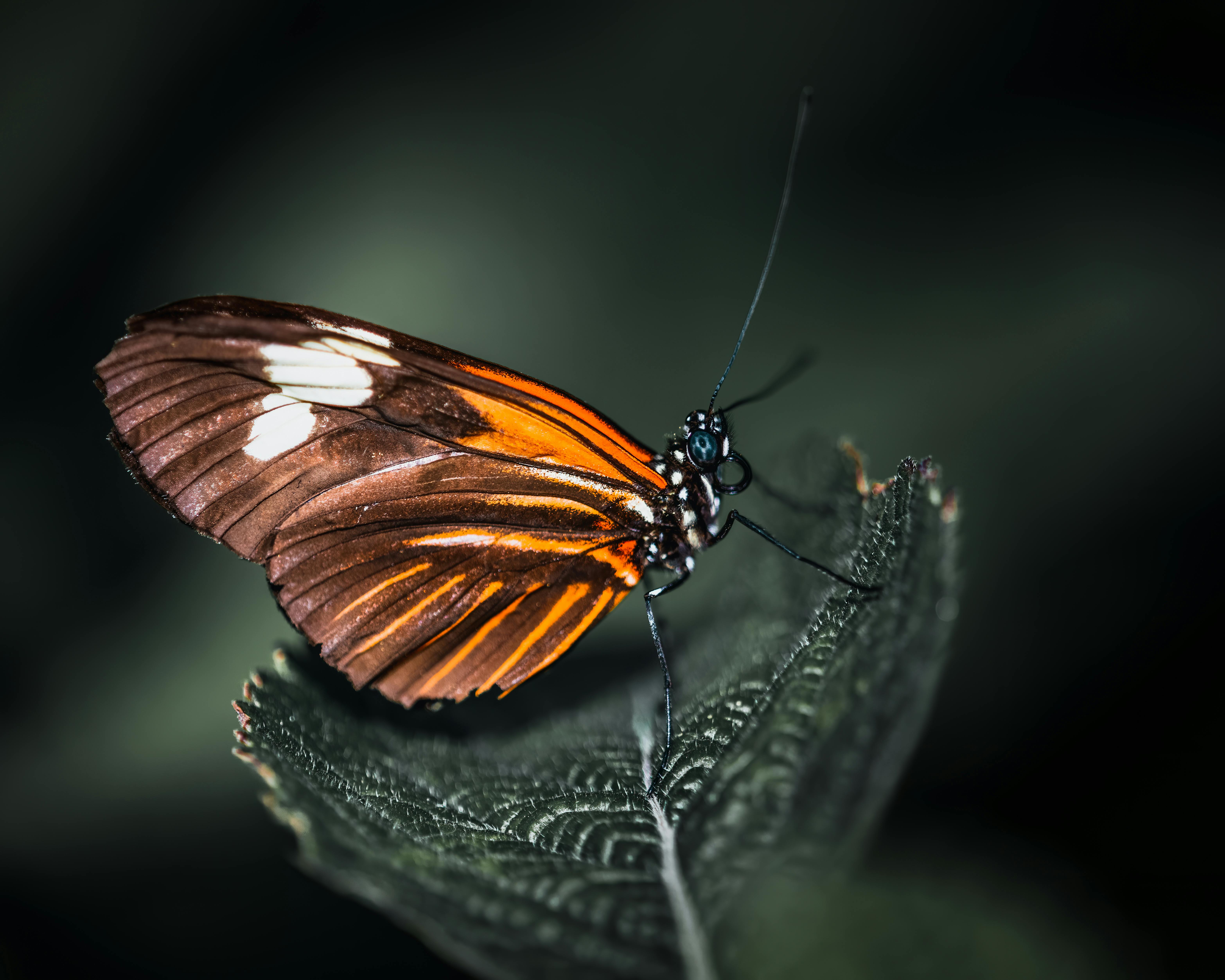 Brown Butterfly Photos, Download The BEST Free Brown Butterfly Stock ...