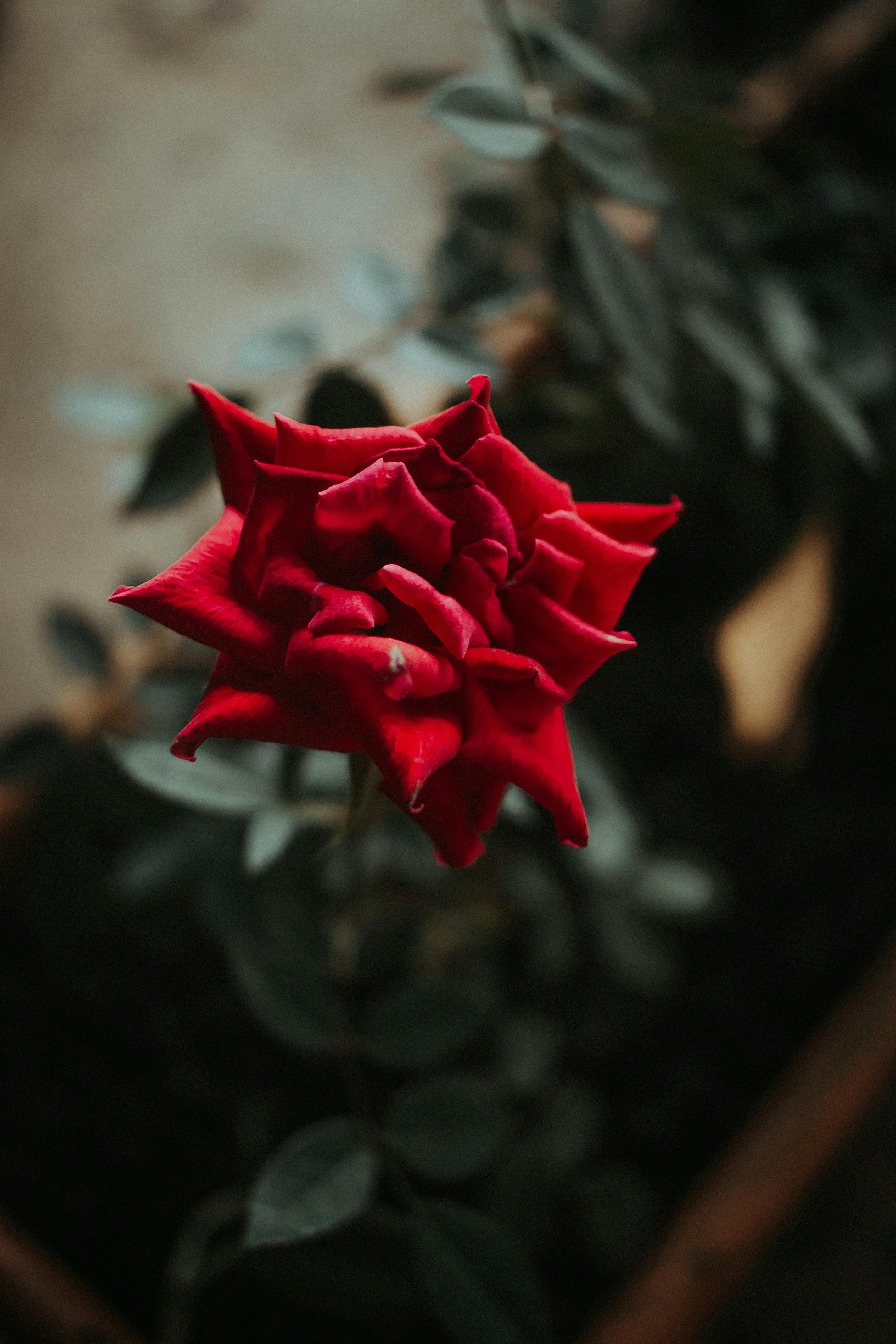 Red Flower in Close-Up Photography · Free Stock Photo