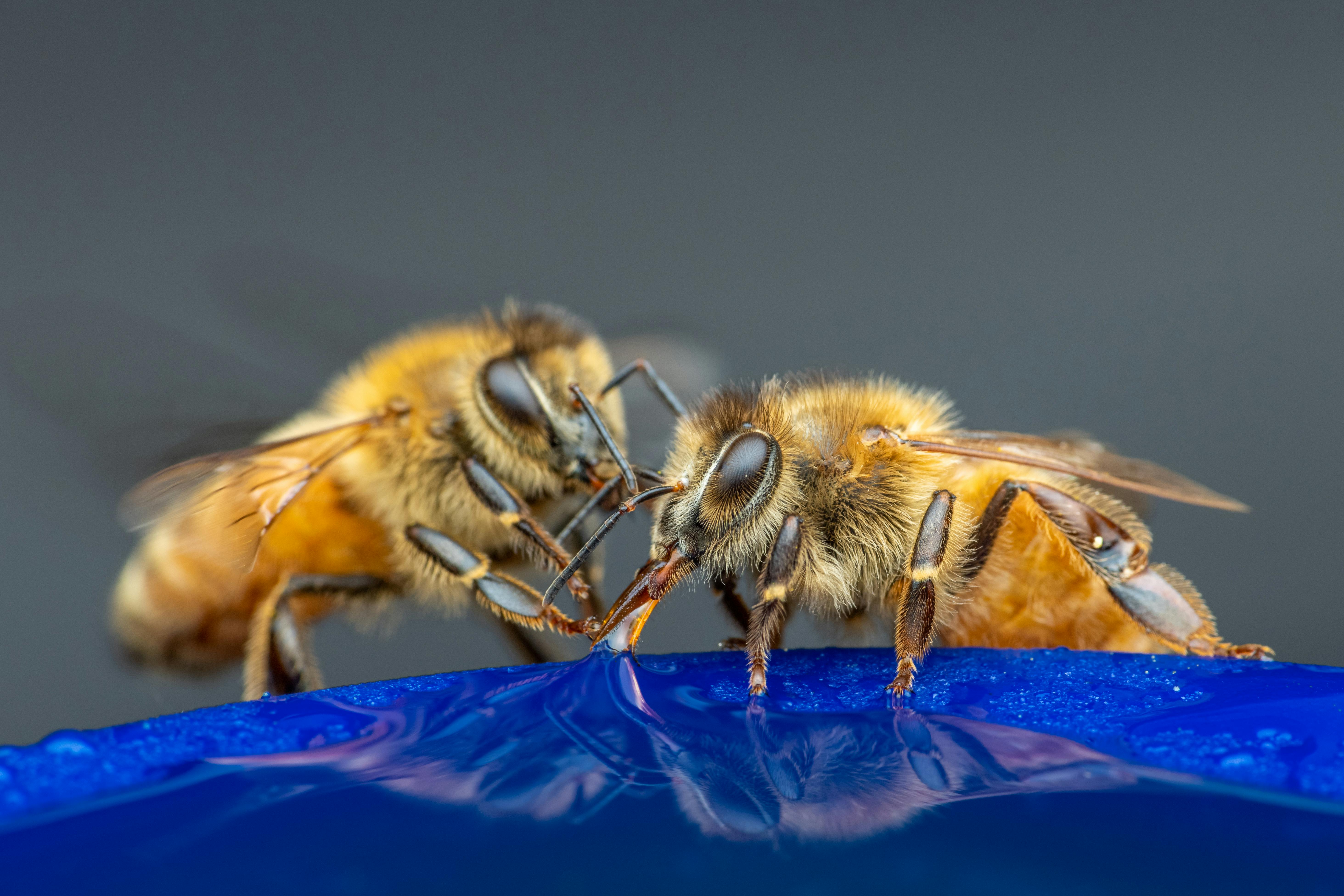Bees sitting on blue flower in garden · Free Stock Photo