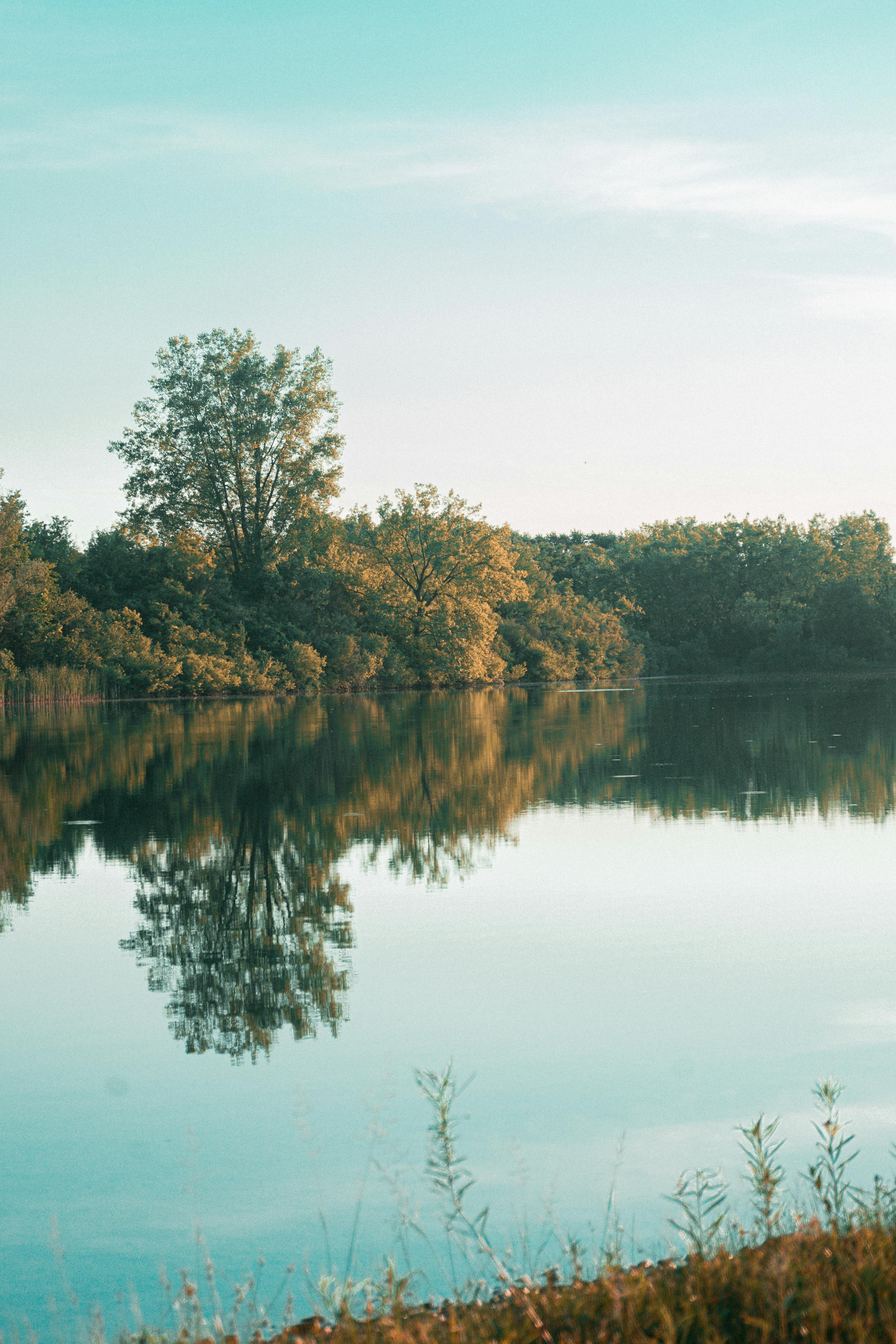 Green Trees Beside River · Free Stock Photo