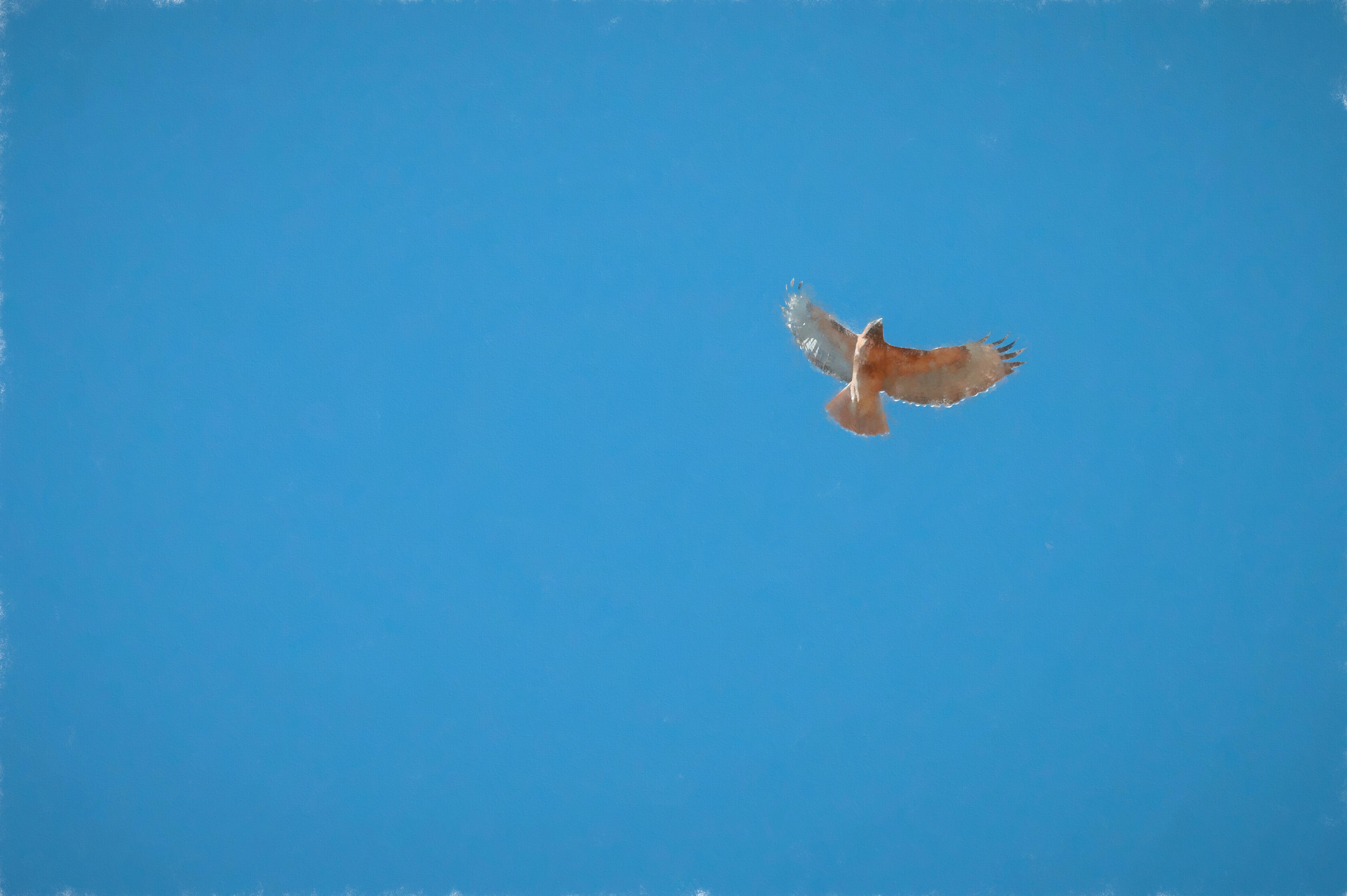 Photo gratuite de animal, aviaire, ciel