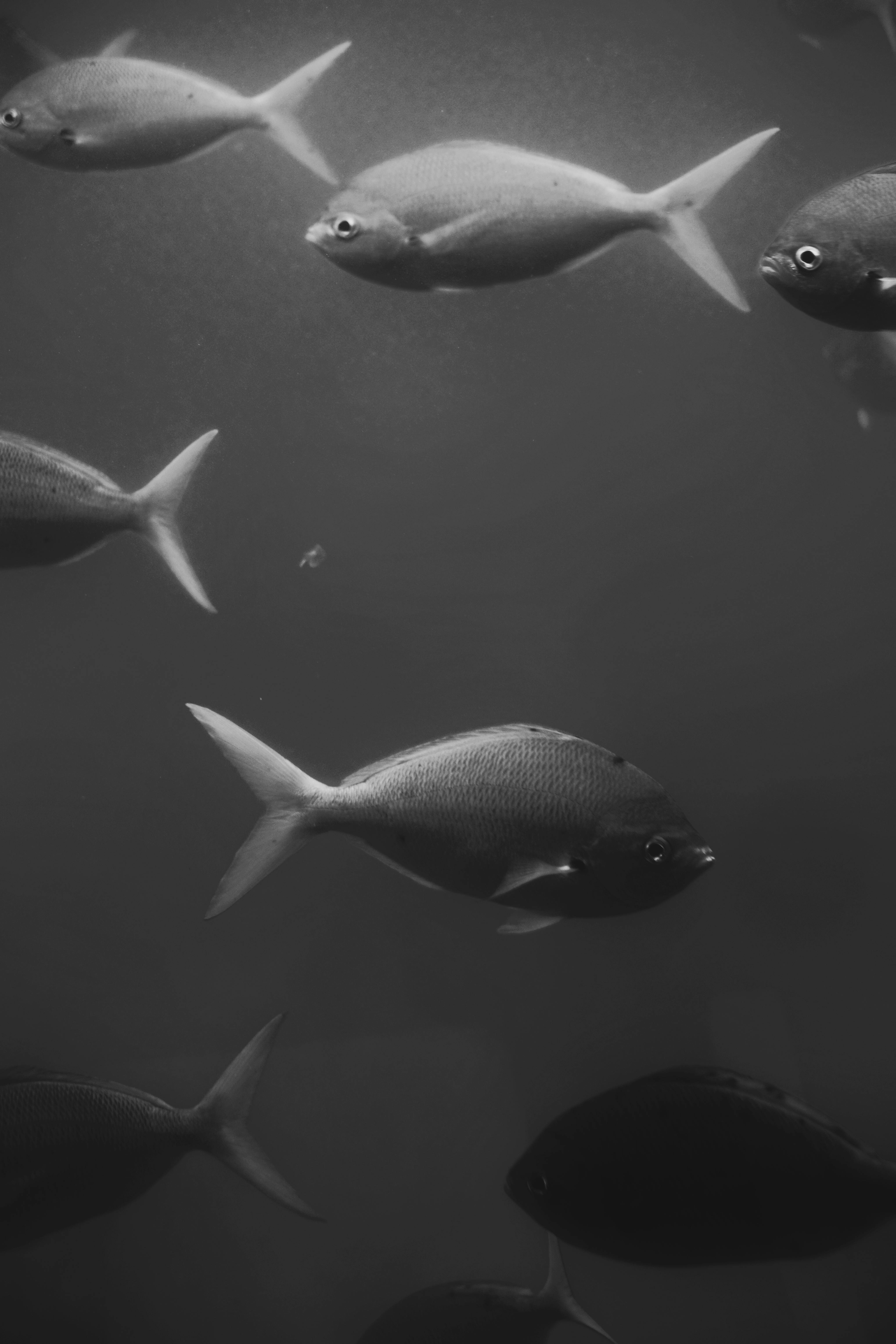 Grayscale Photo Of Fish In Water · Free Stock Photo