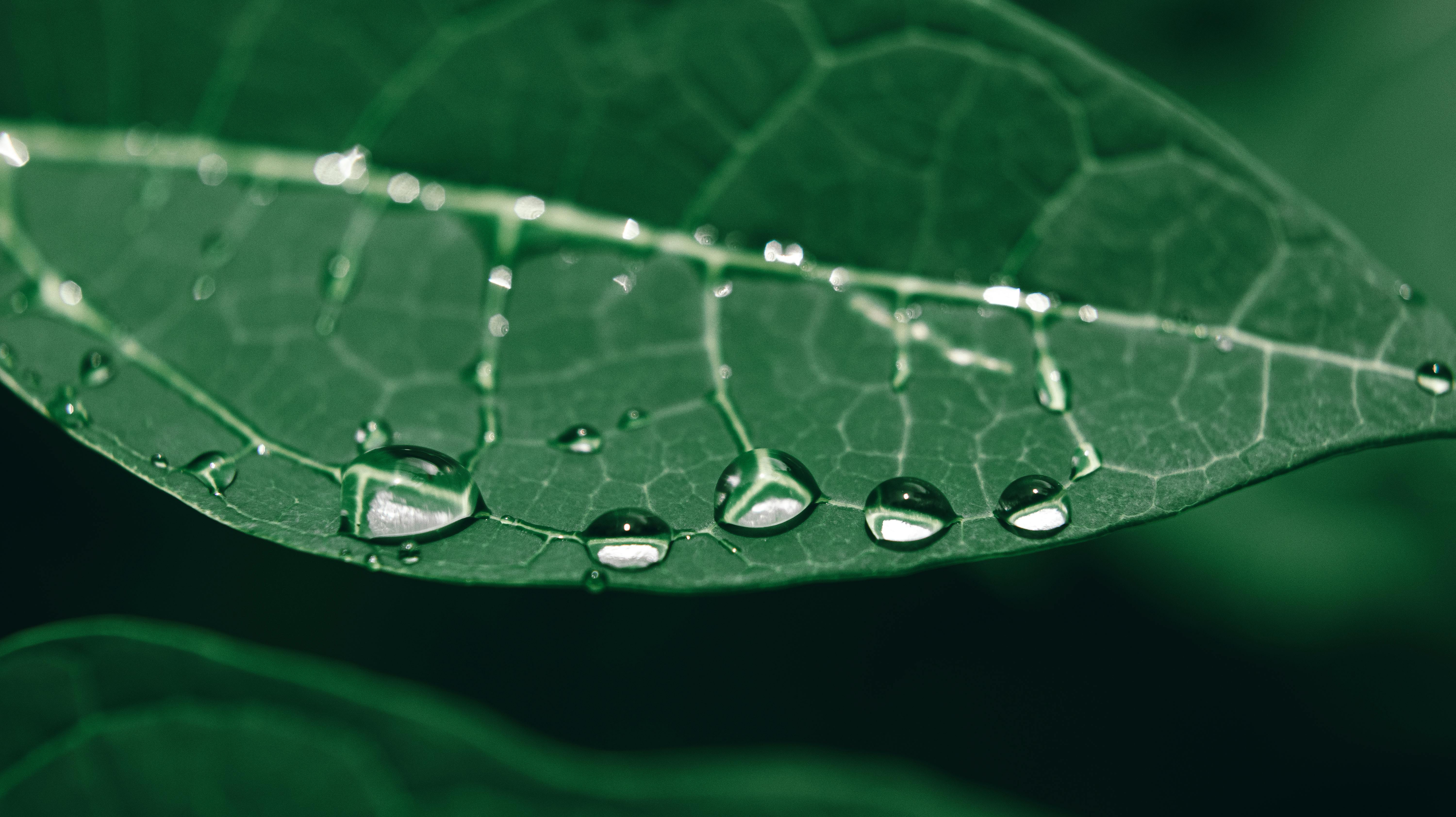 Water Droplets on Green Leaf · Free Stock Photo