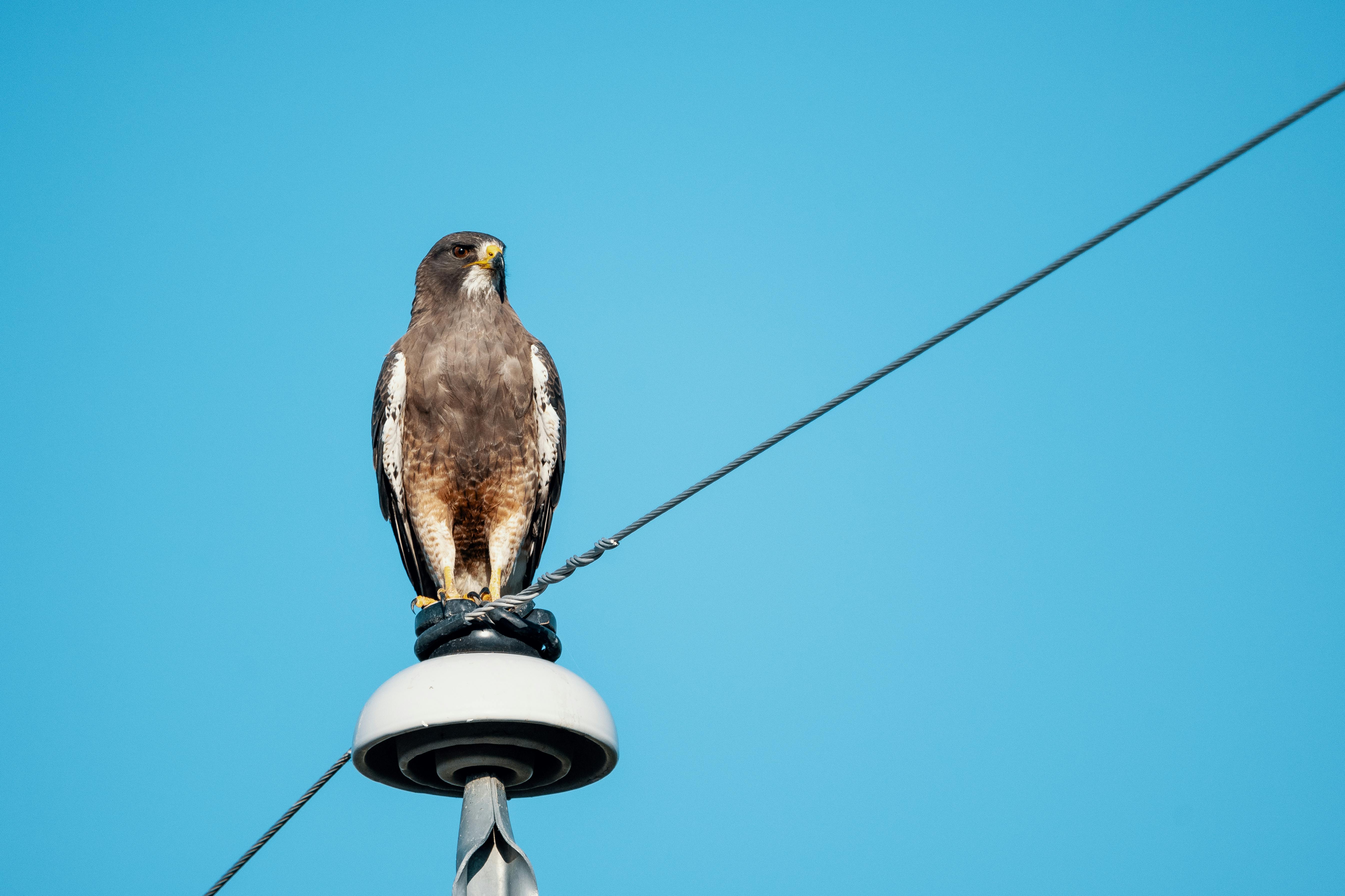 Big carnivorous bird resting on wire post under blue sky · Free Stock Photo