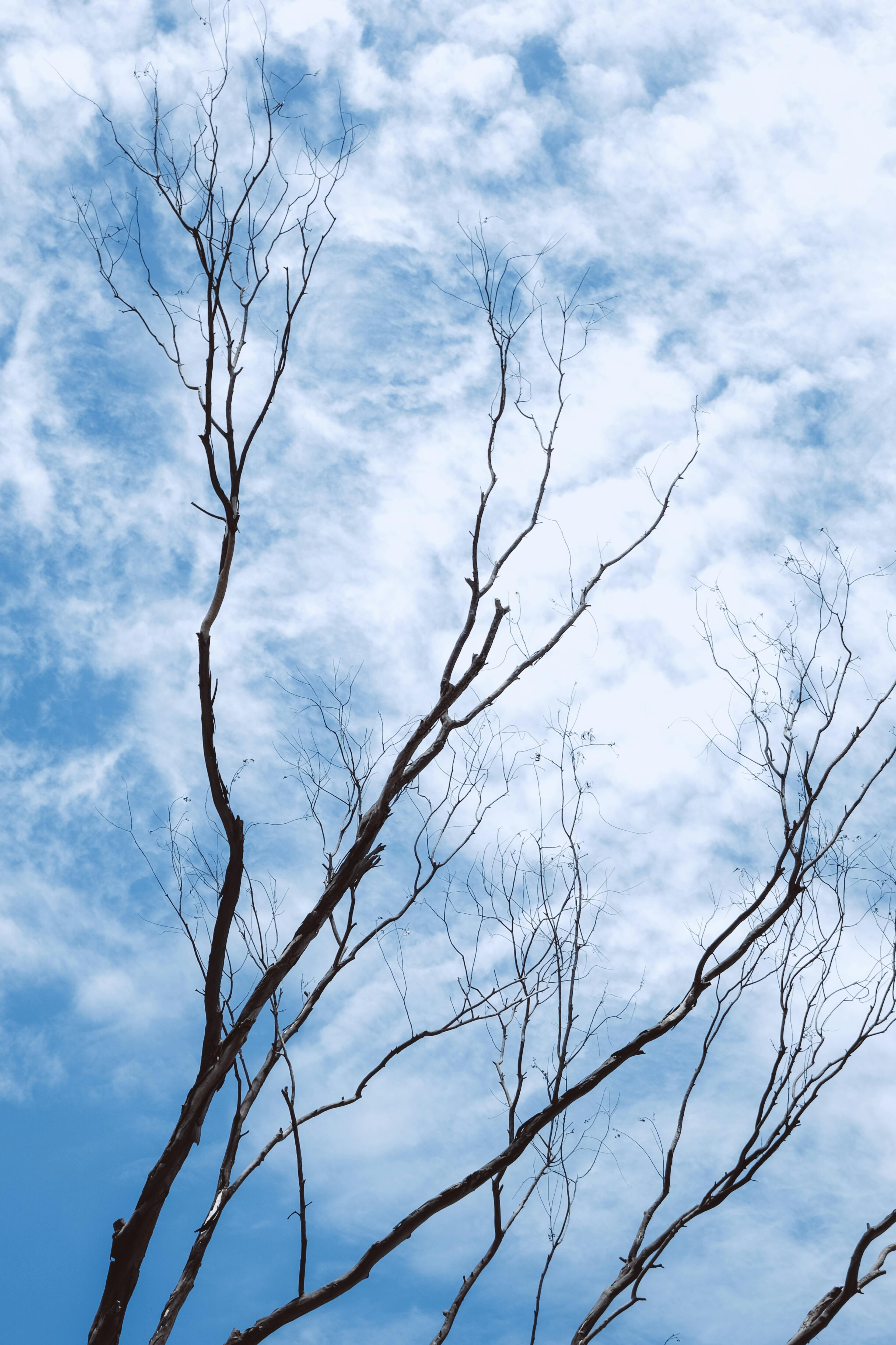 Leafless Tree Under White Clouds · Free Stock Photo