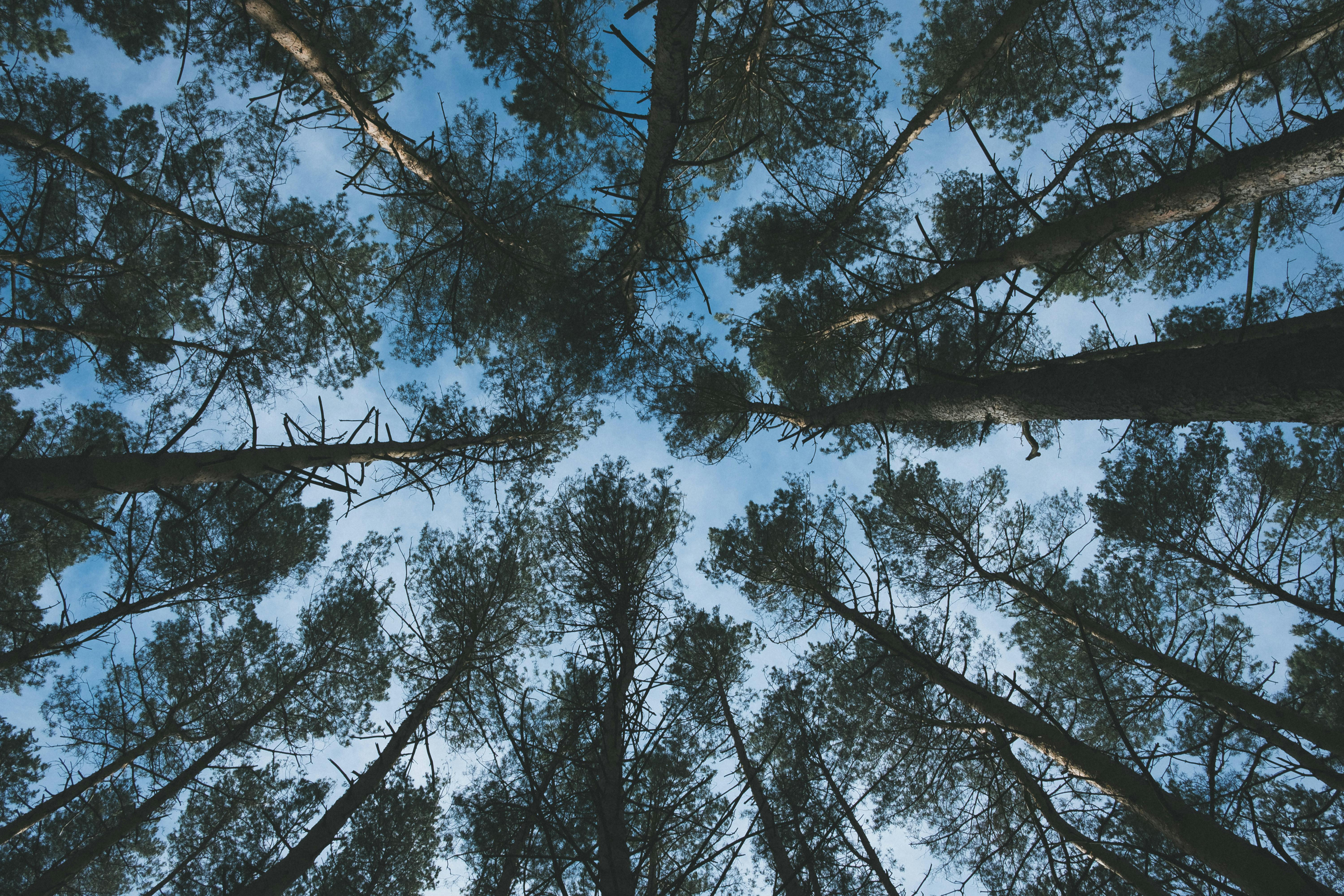 Top of tall trees in woodland · Free Stock Photo