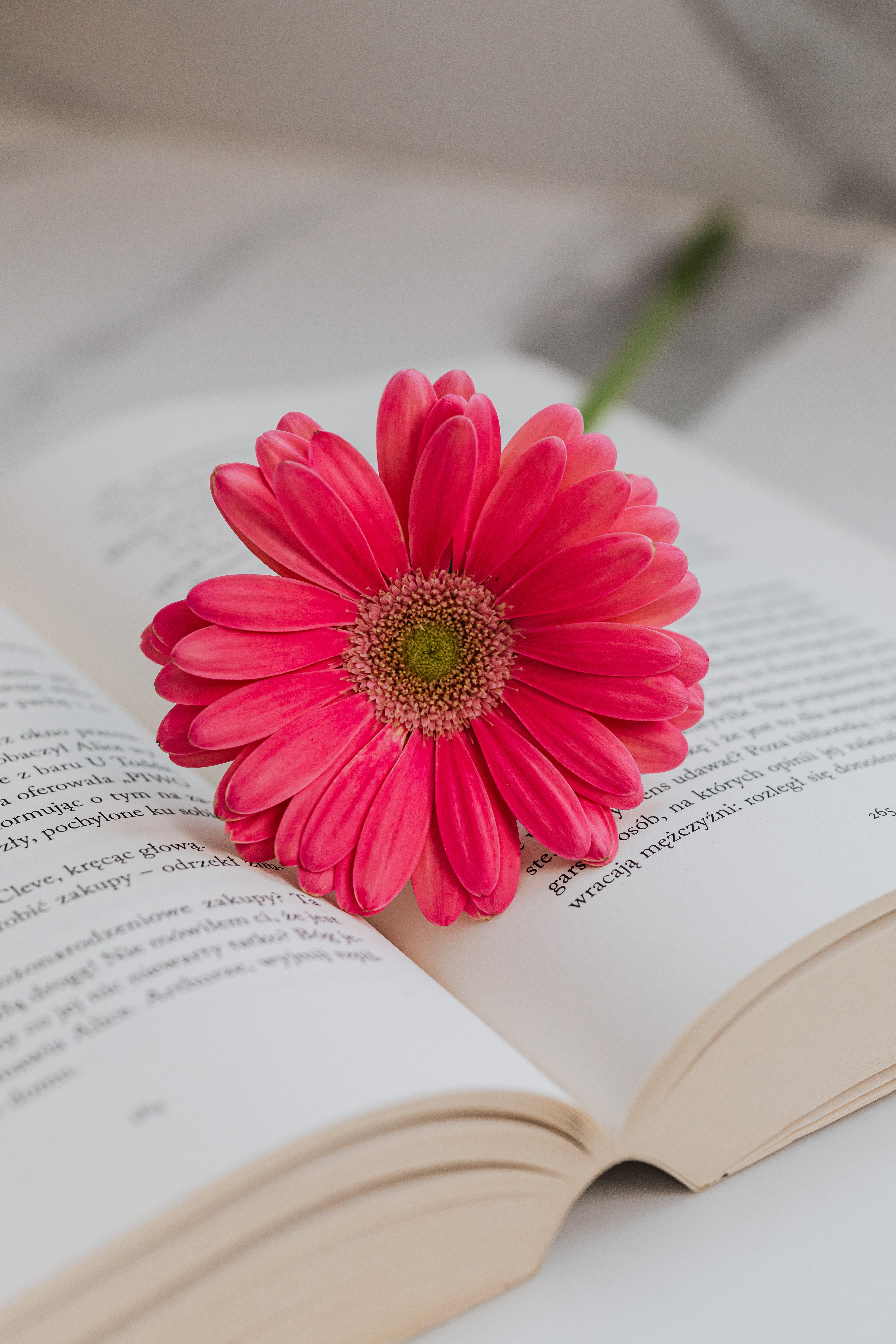 Peaceful Study Background Photos, Download The BEST Free Peaceful Study ...