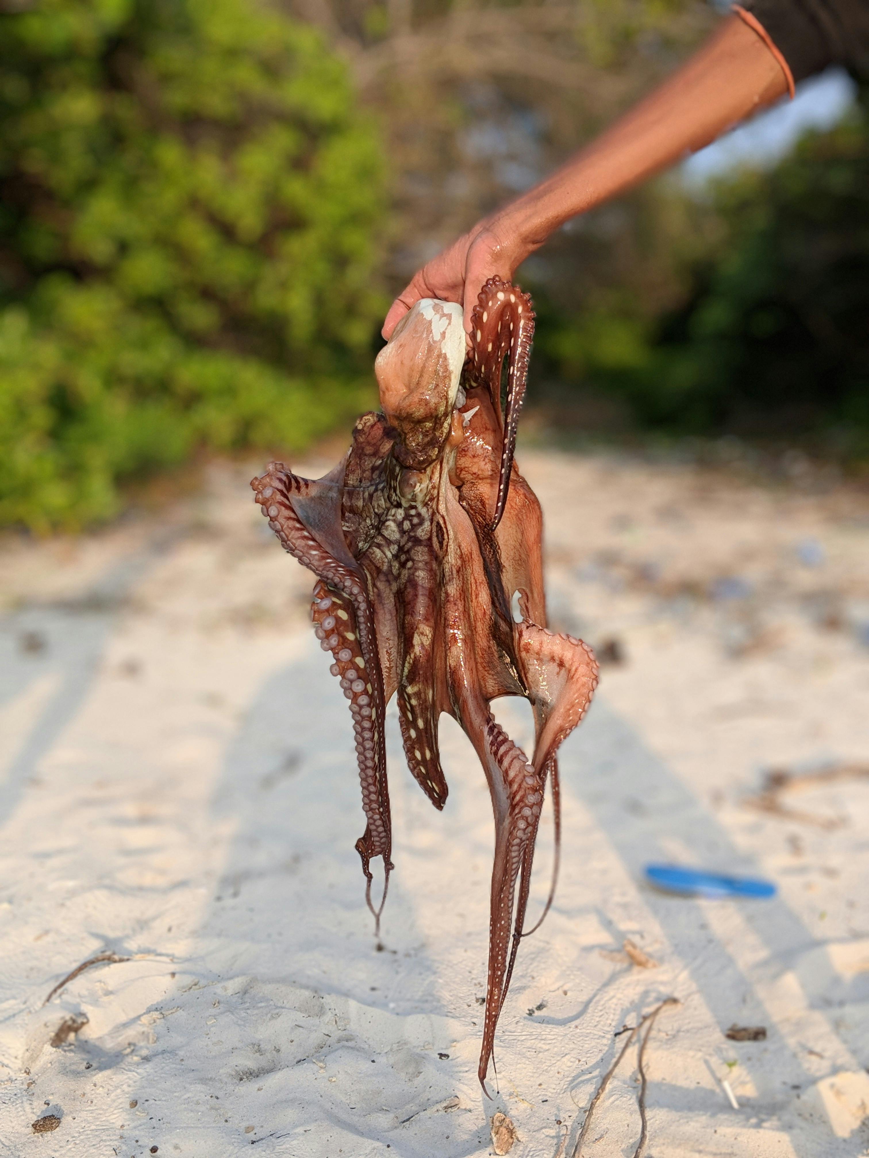 Selective Focus Photo of a Person's Hand Holding an Octopus · Free ...