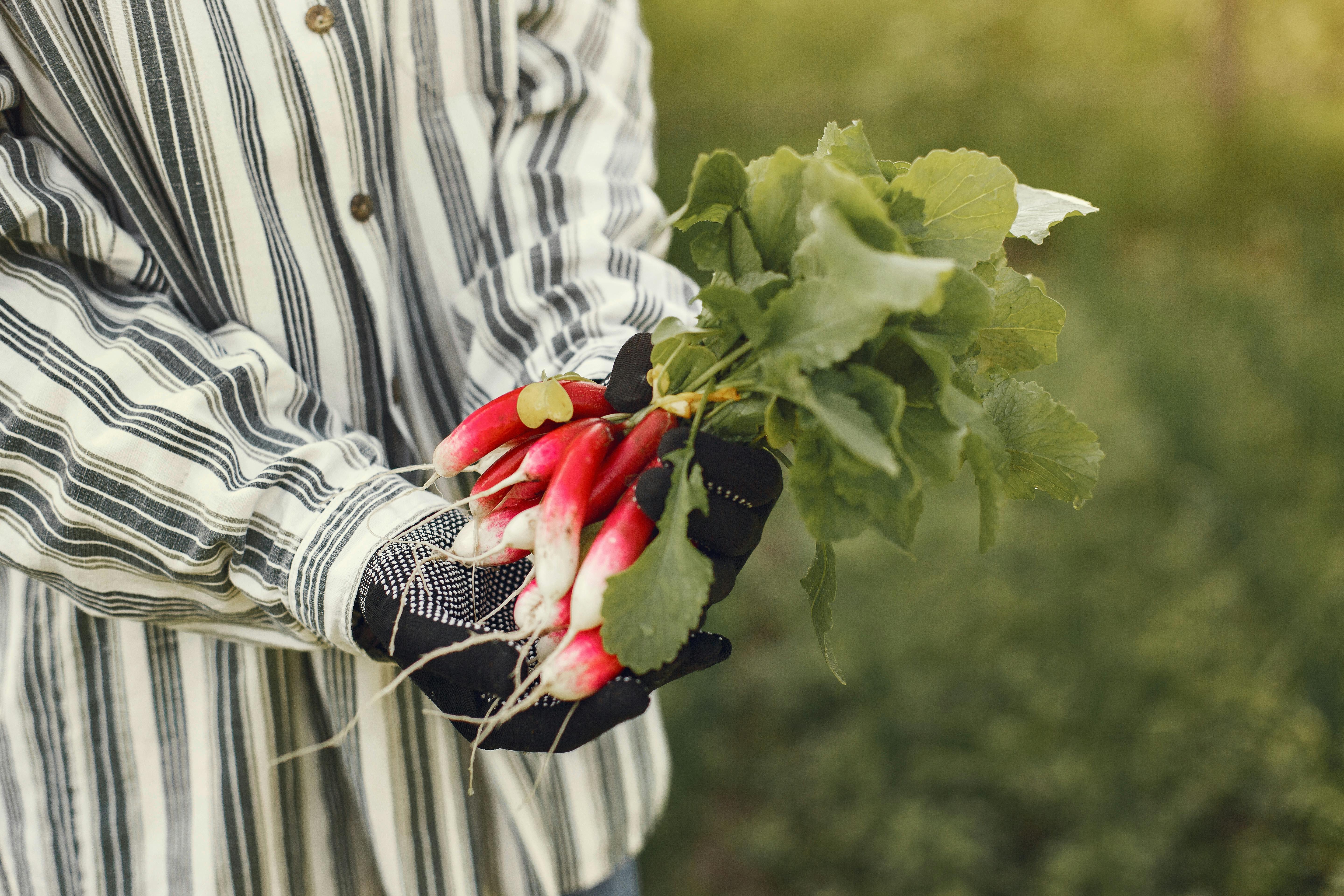 Person Holding Bunch Of Radish · Free Stock Photo