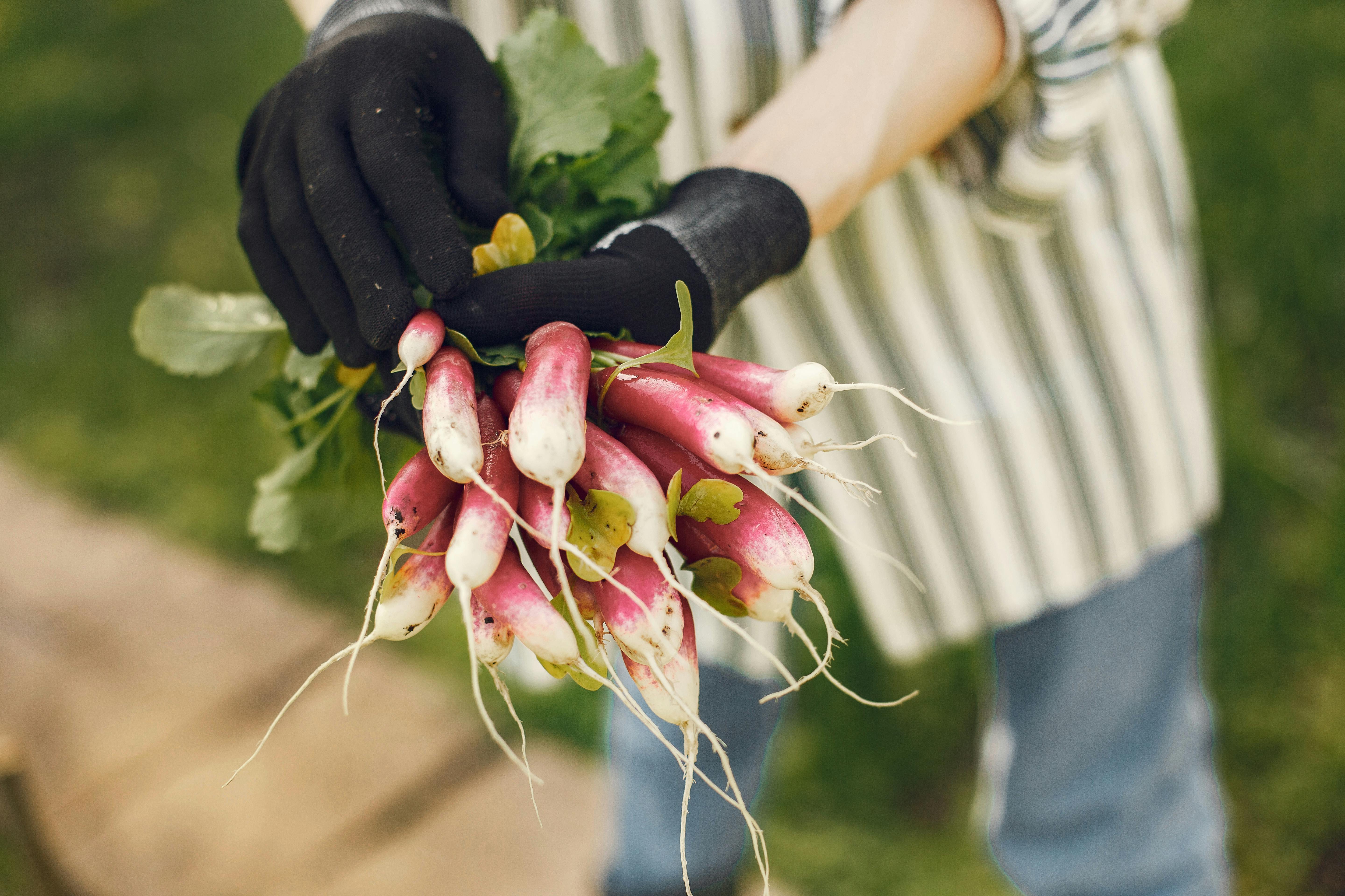 Person Holding Bunch Of Radish · Free Stock Photo