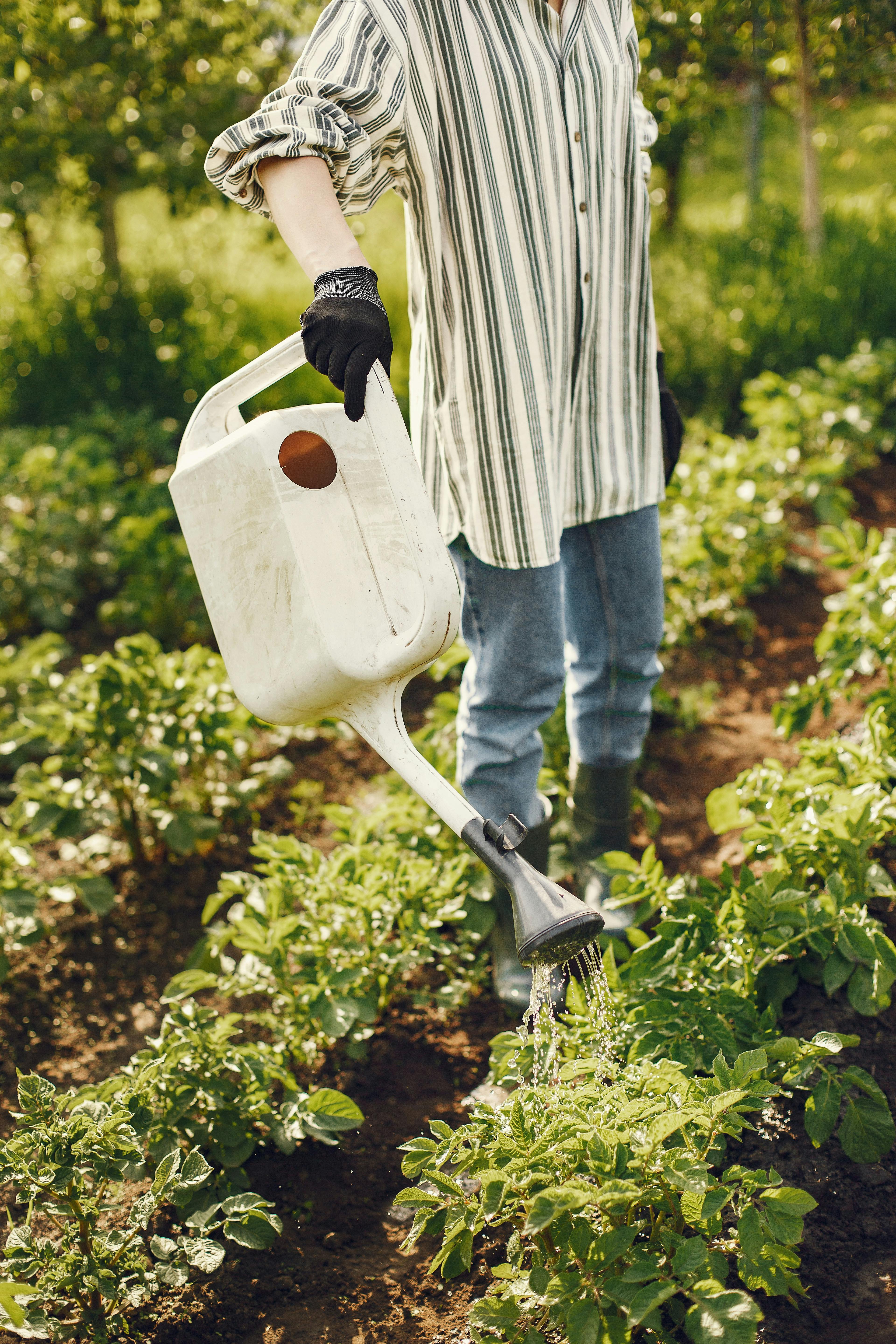Photo of a Person Watering Green Plants · Free Stock Photo