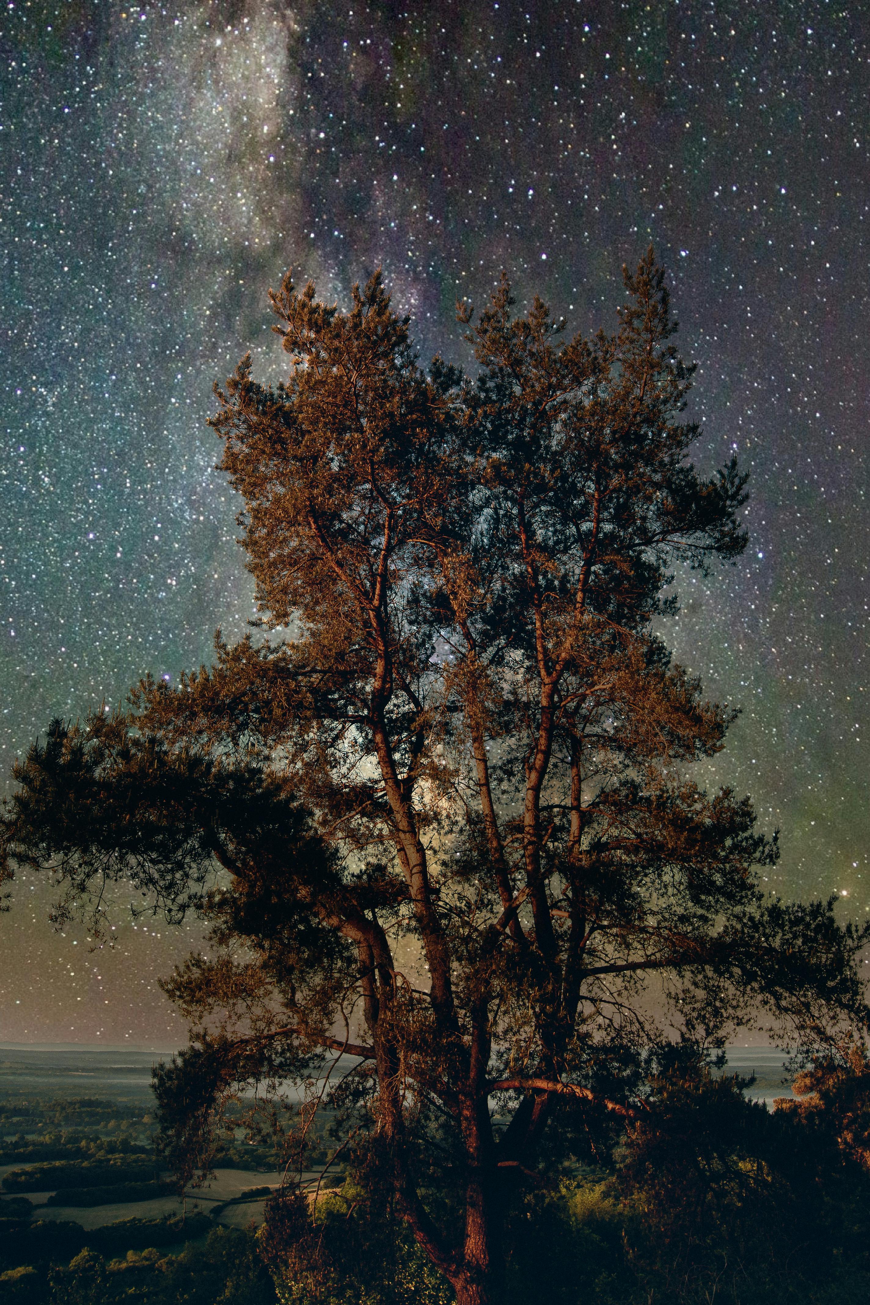 Tree and Sky with Stars · Free Stock Photo