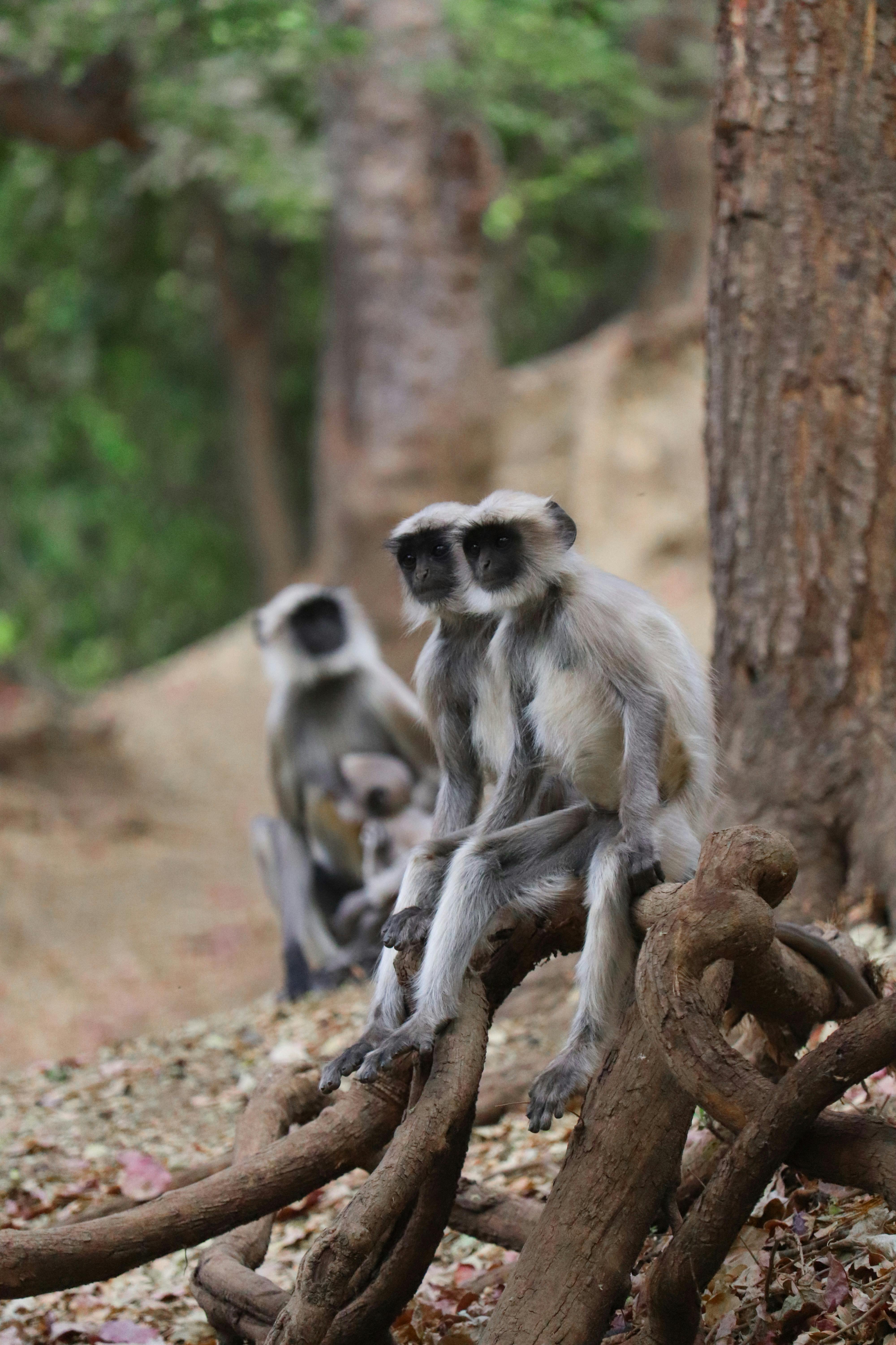 Monkey Touching a Coconut · Free Stock Photo
