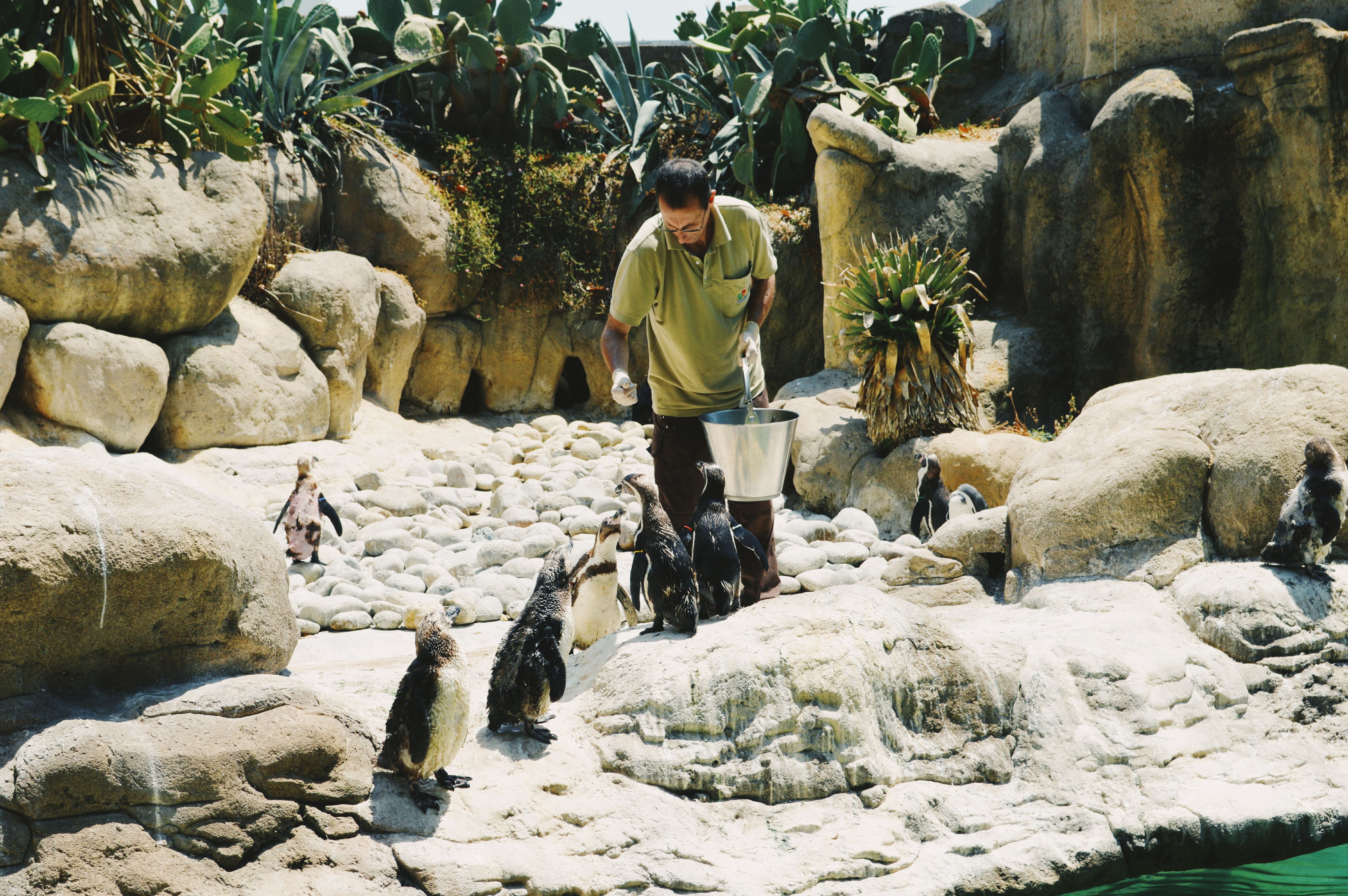 Smiling Man Feeding Giraffes at Zoo · Free Stock Photo