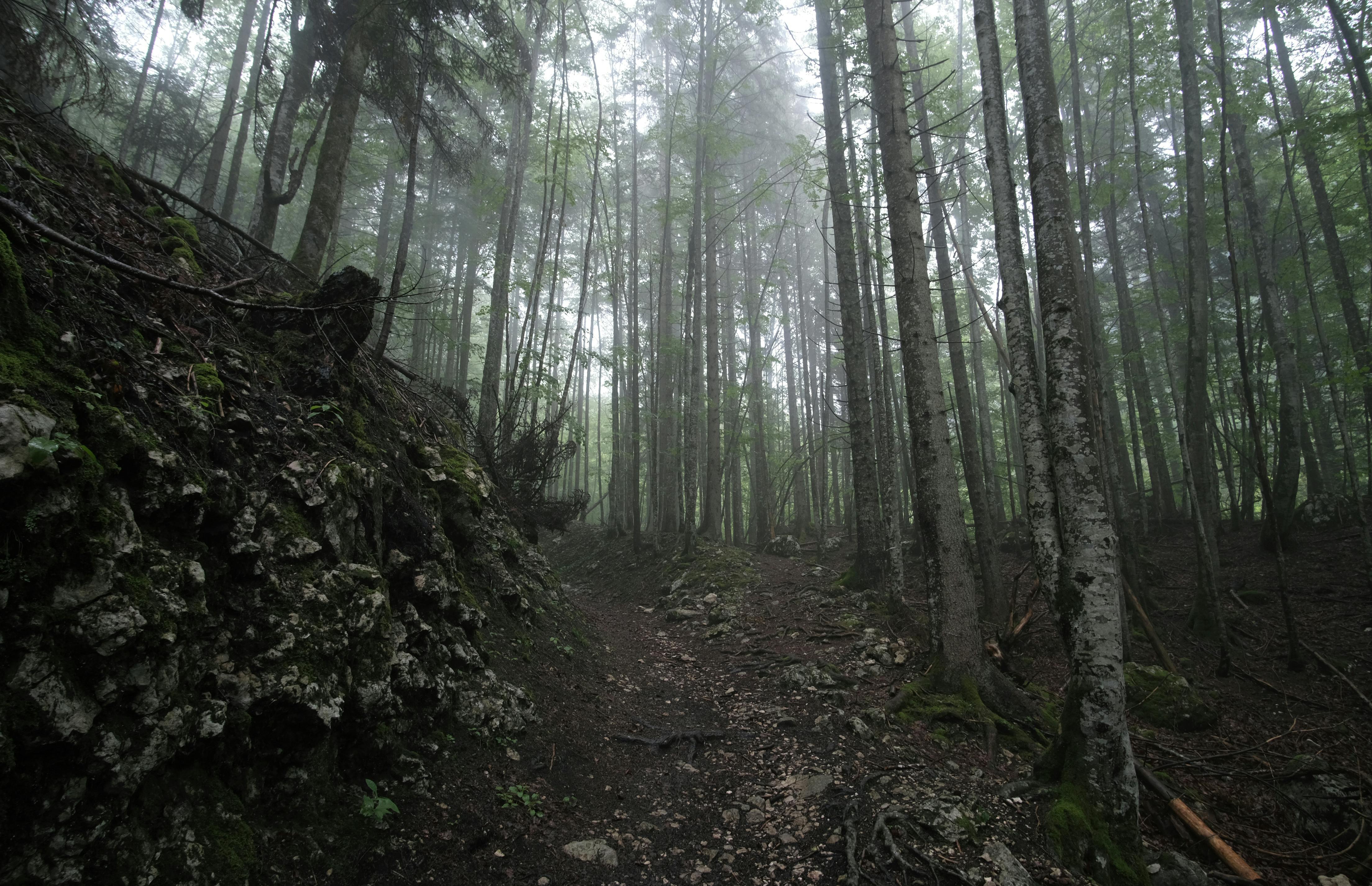 Green Forest Trees · Free Stock Photo