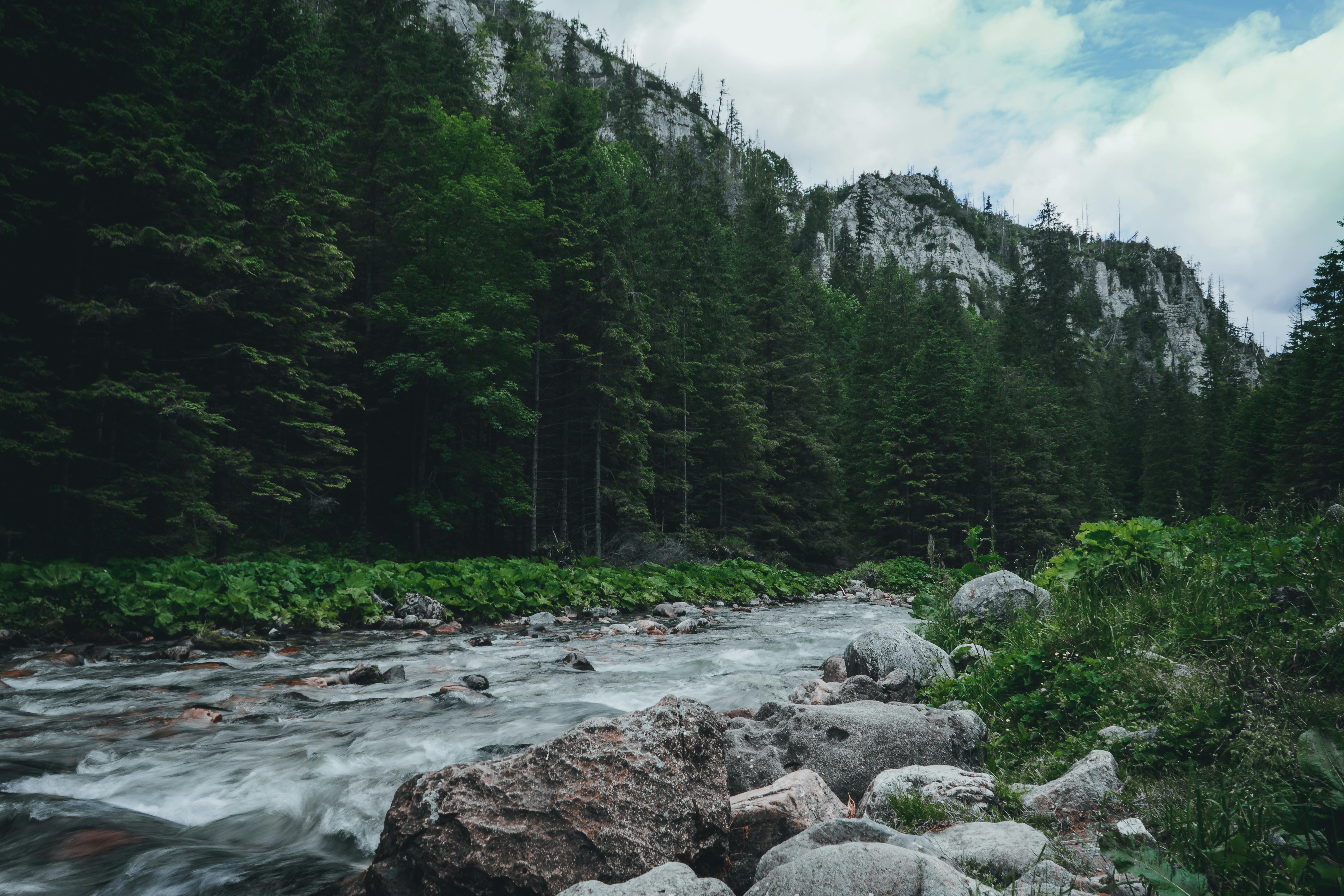River Between Trees · Free Stock Photo