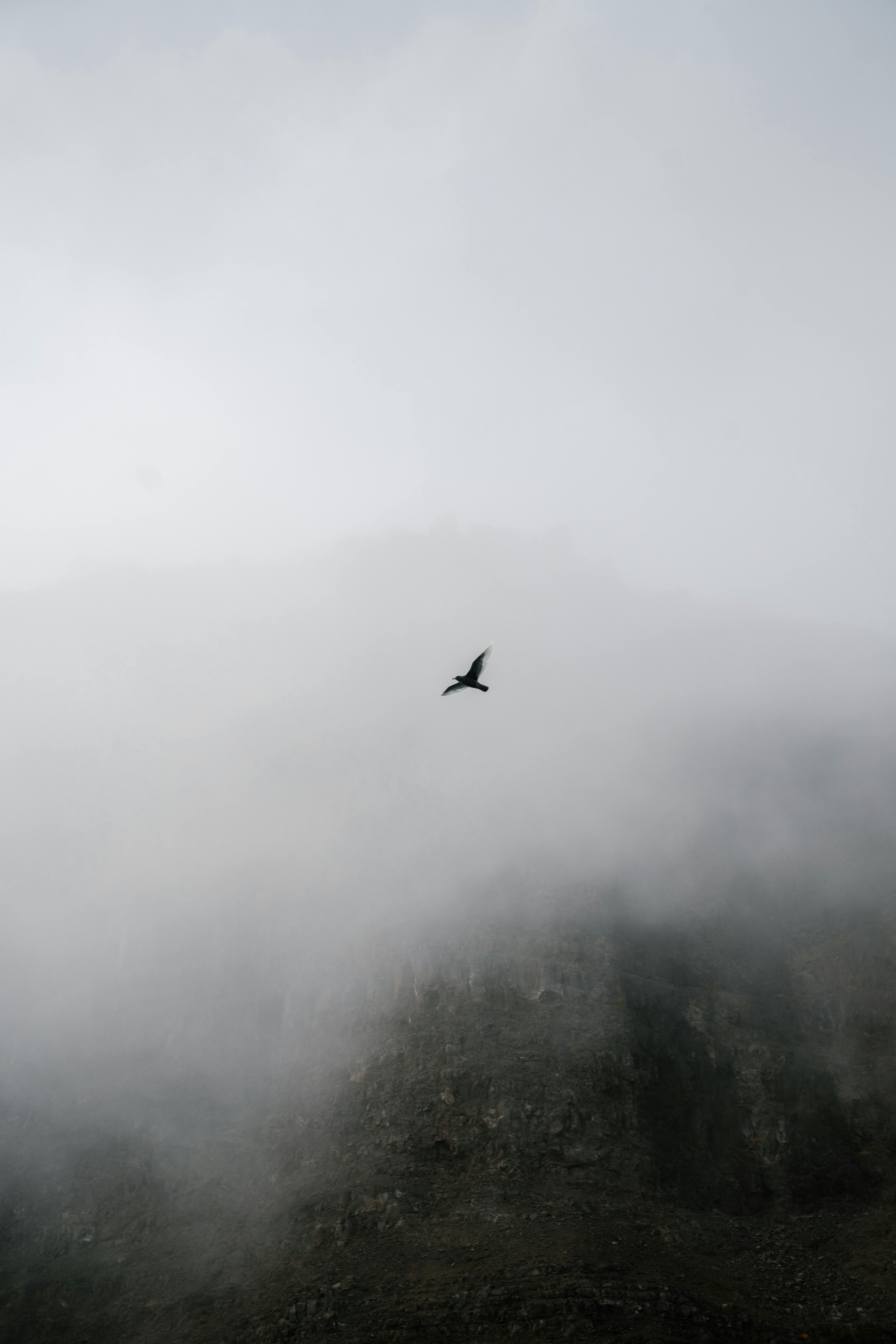 Bird Flying Through The Fog · Free Stock Photo