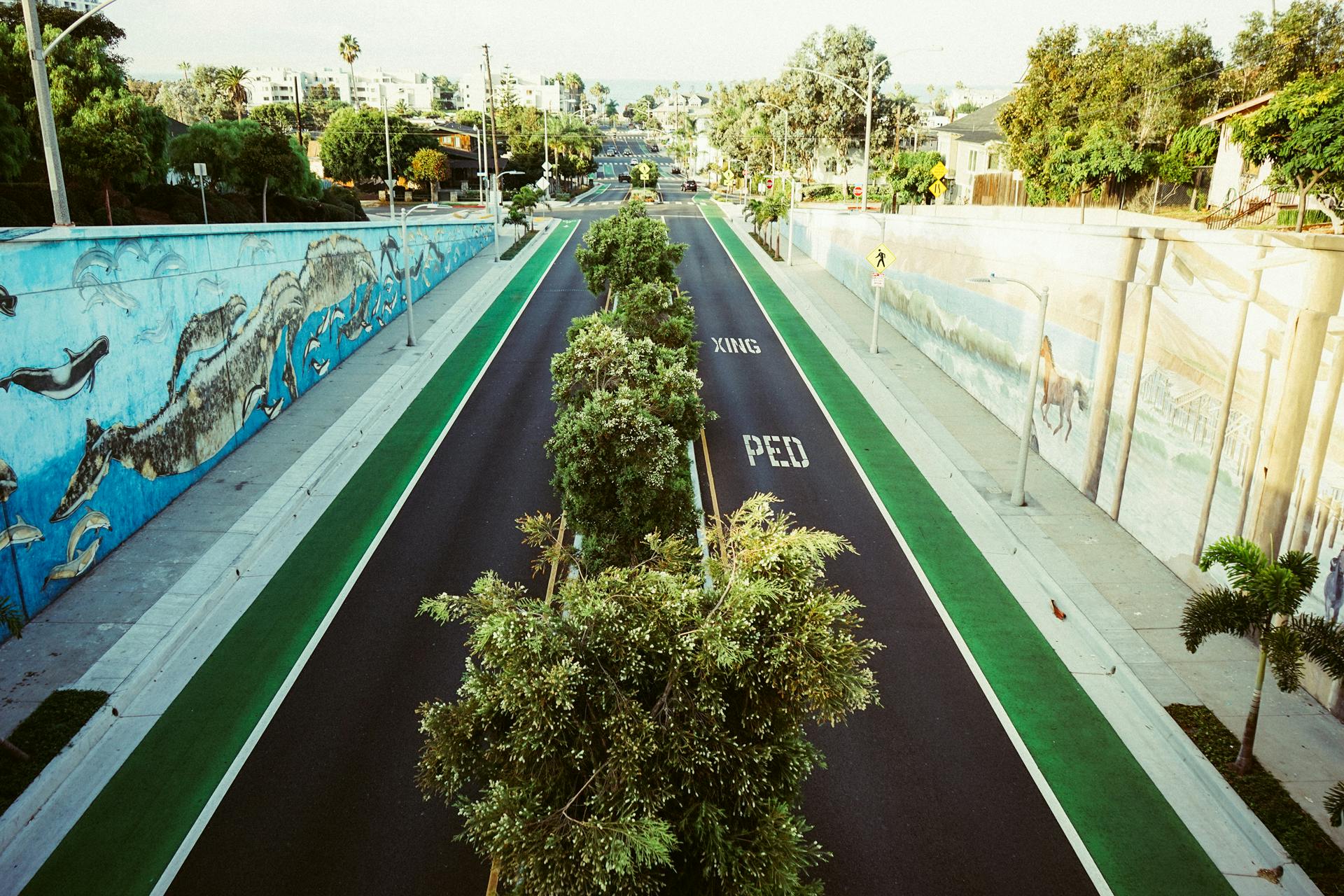 Trees in the Middle of Road · Free Stock Photo