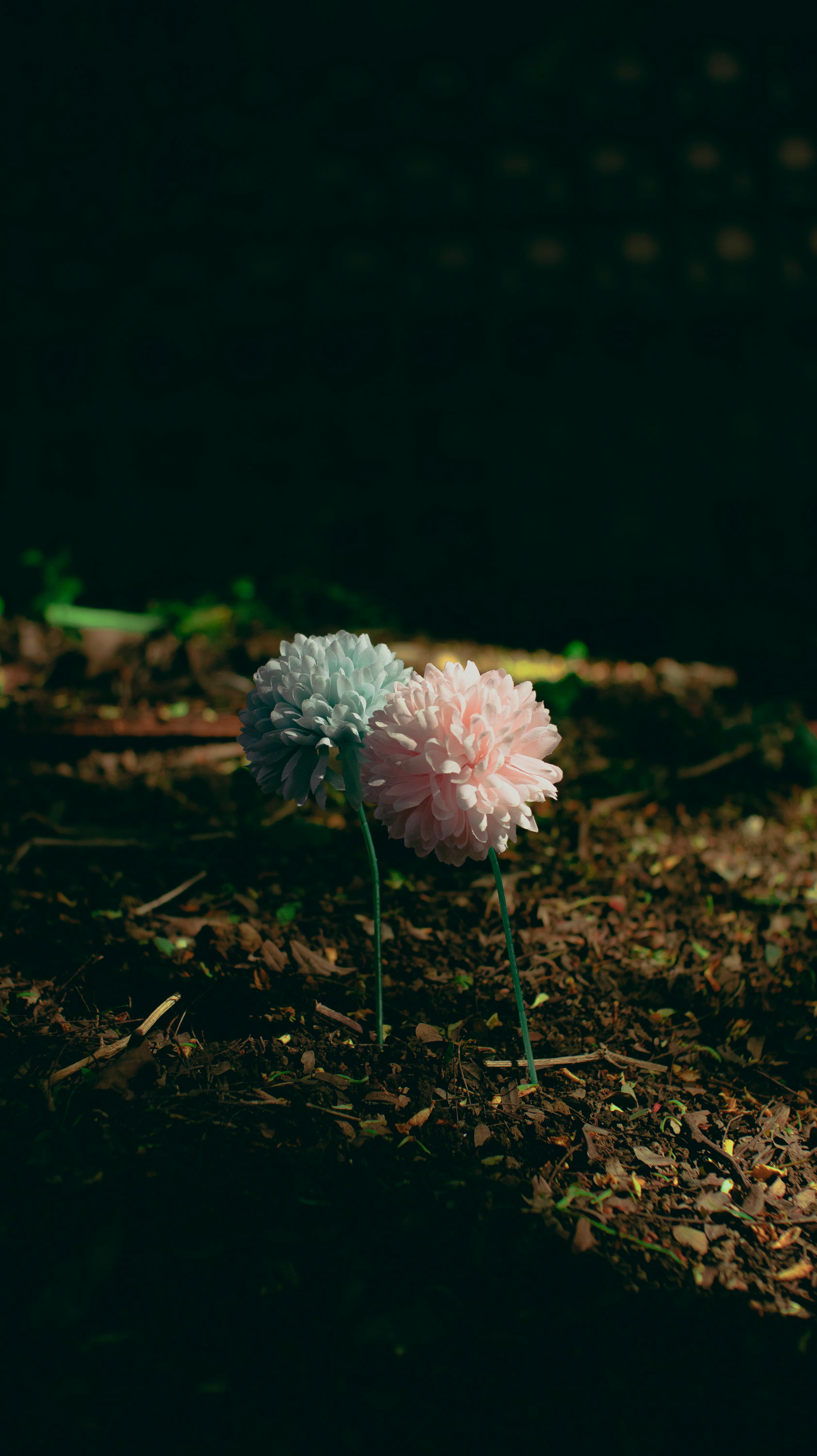 Spring Dahlias Photos, Download The BEST Free Spring Dahlias Stock ...