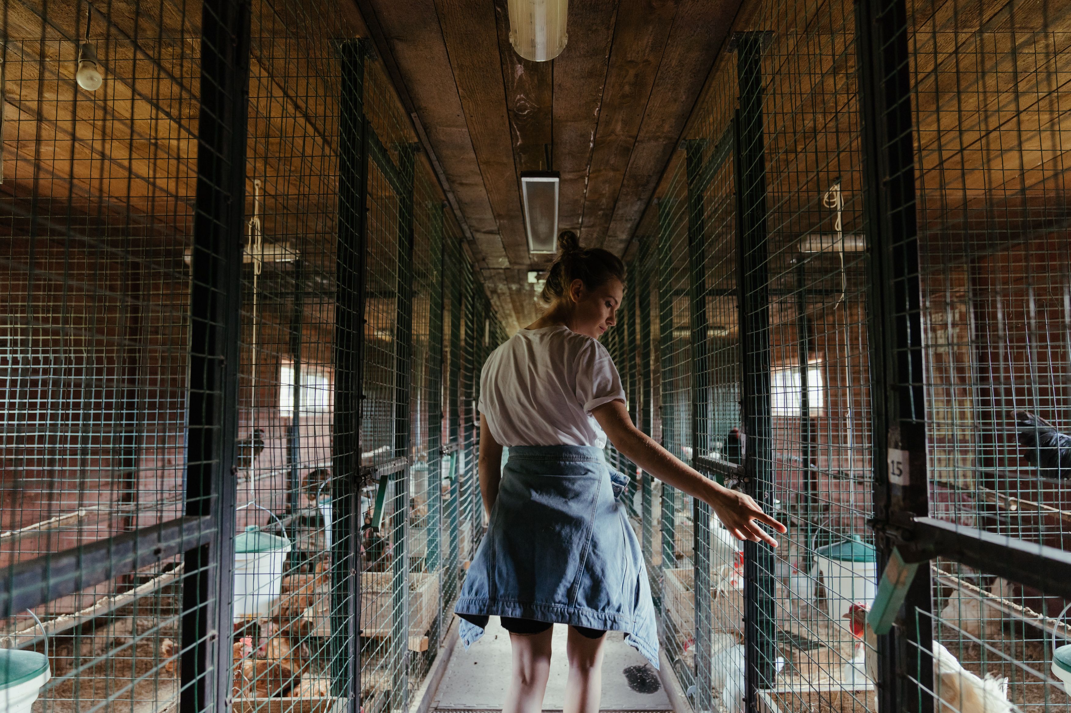 Calm little boy sitting near chickens cage at factory · Free Stock Photo