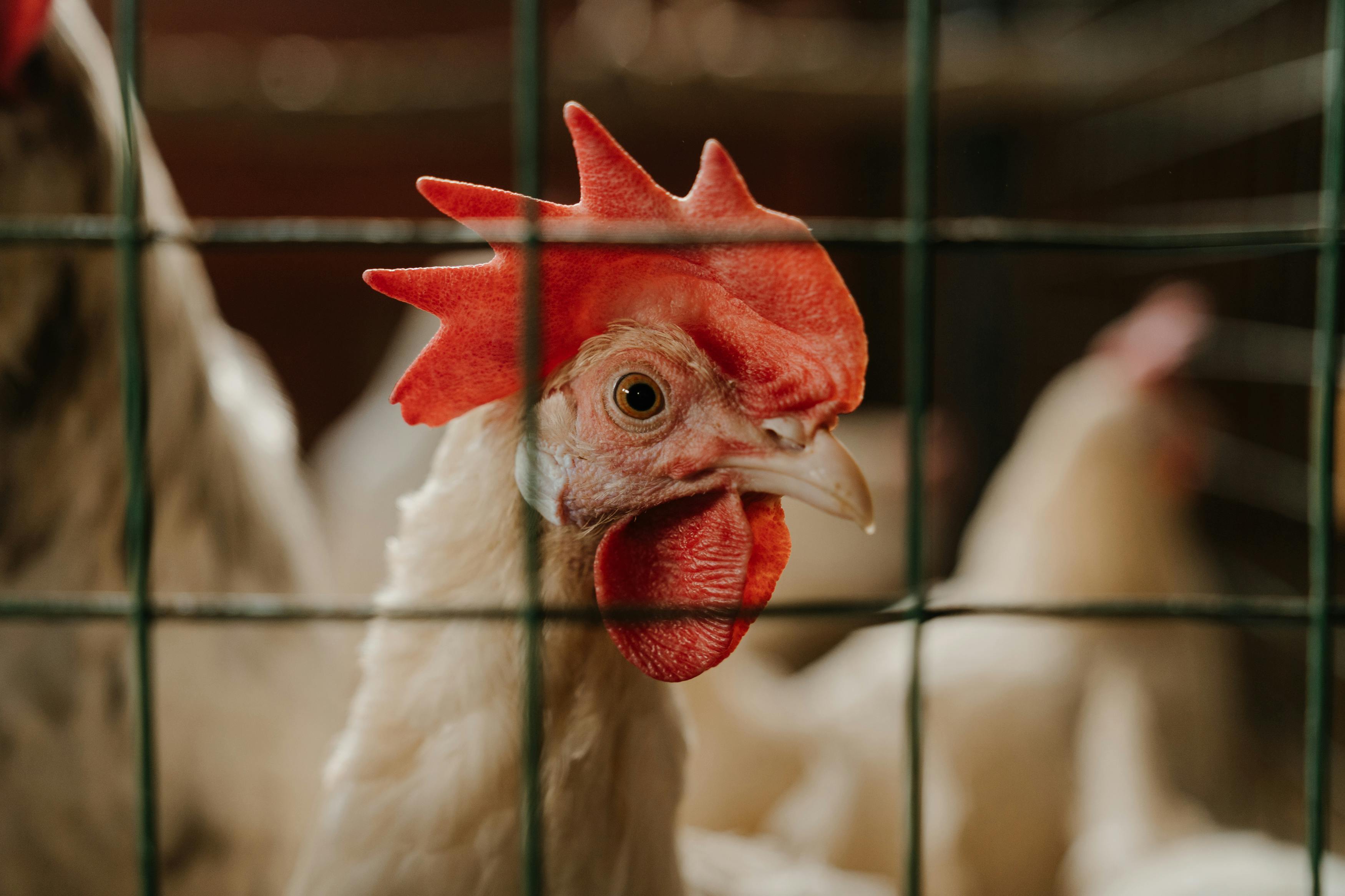 White Chicken in Cage · Free Stock Photo