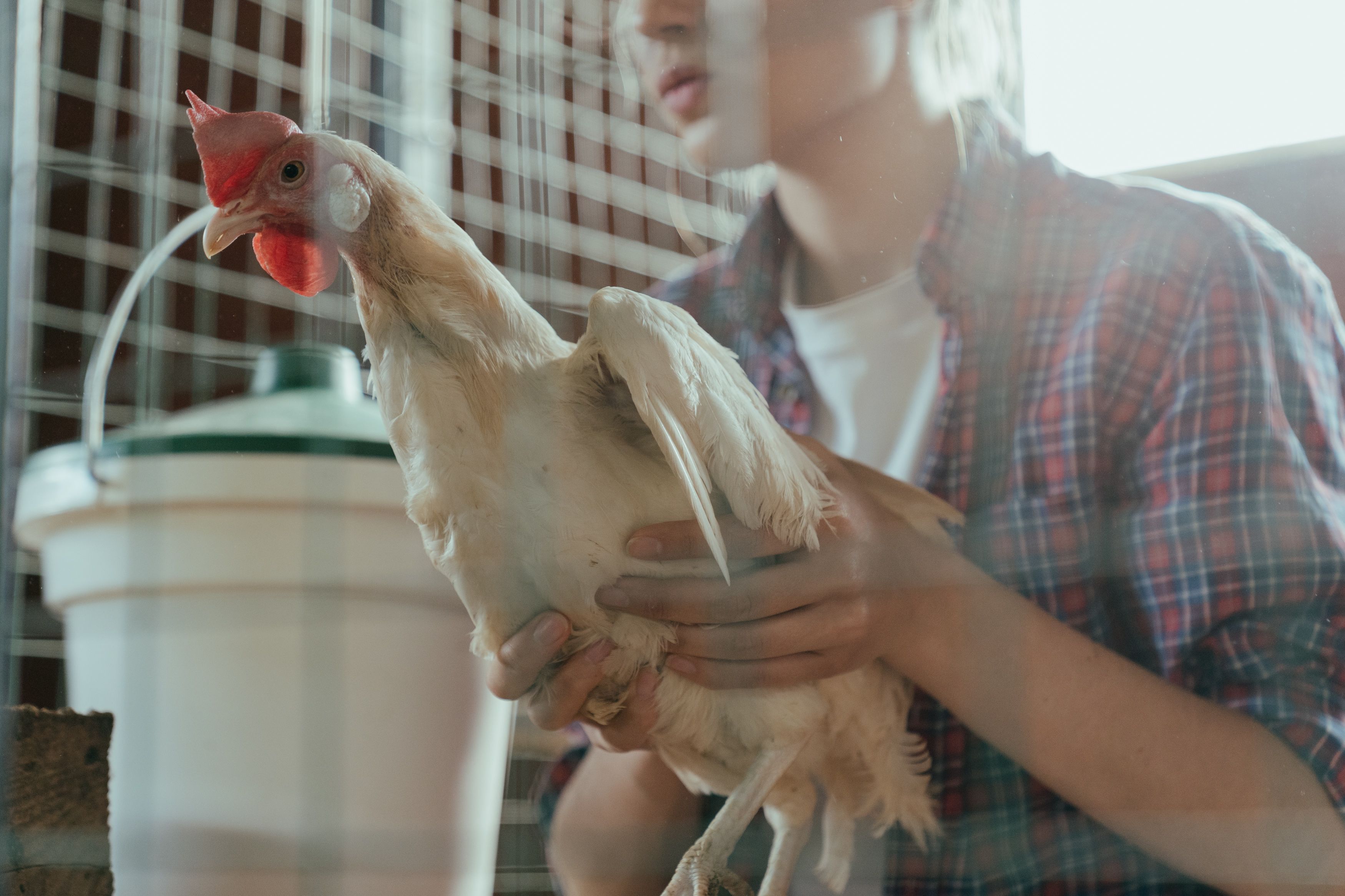 White Chicken in Cage · Free Stock Photo
